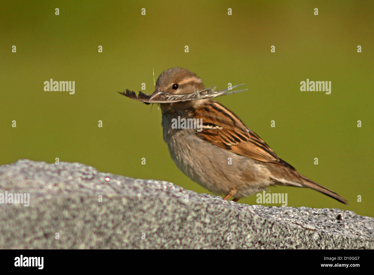 A female English Sparrow bringing a feather back to line its nest Stock ... A female English Sparrow bringing a feather back to line its nest Stock ...