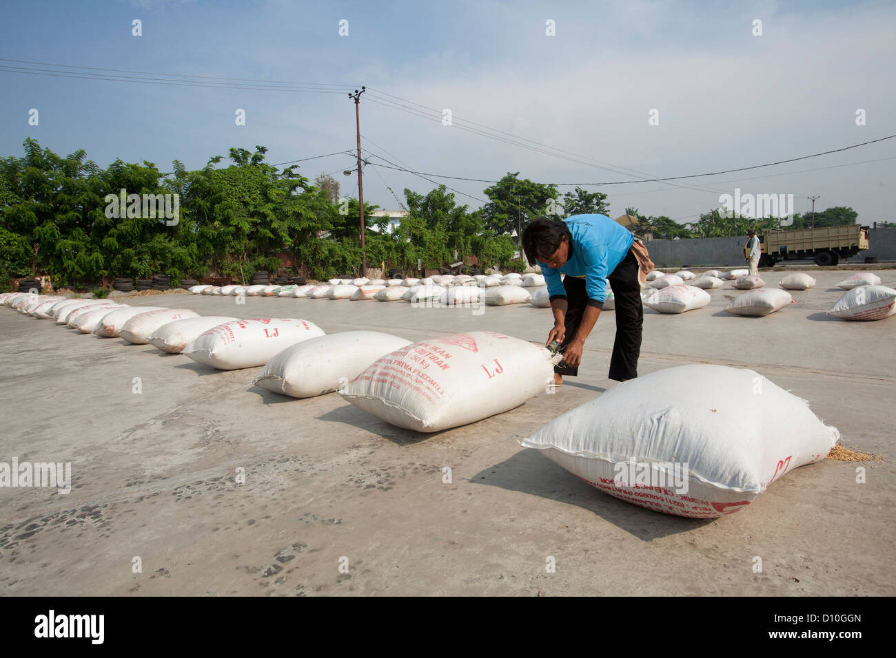 Workers spreading rice to be dried and bagged for export. Cikarang ...