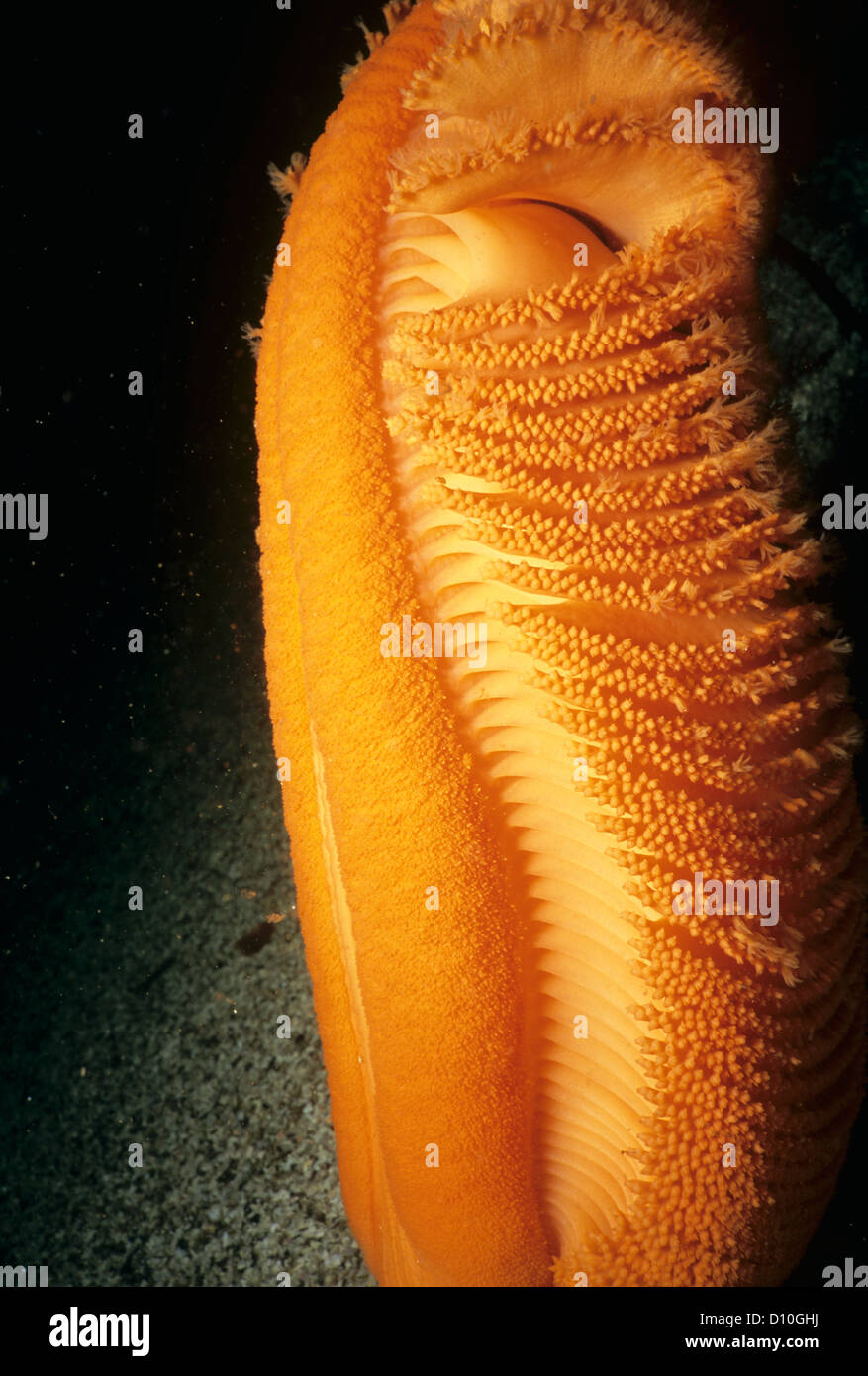 Orange sea pen hi-res stock photography and images - Alamy