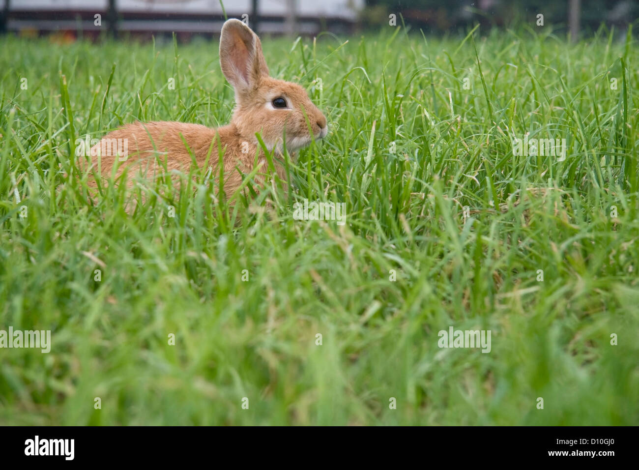 Tame wild rabbit on a lawn near a farm, Netherlands Stock Photo - Alamy