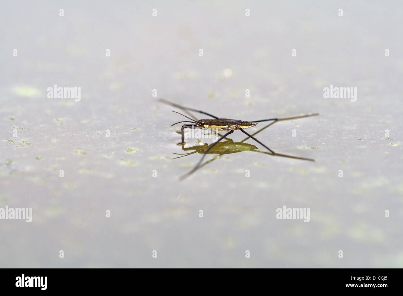 strider insect, Netherlands Stock Photo - Alamy