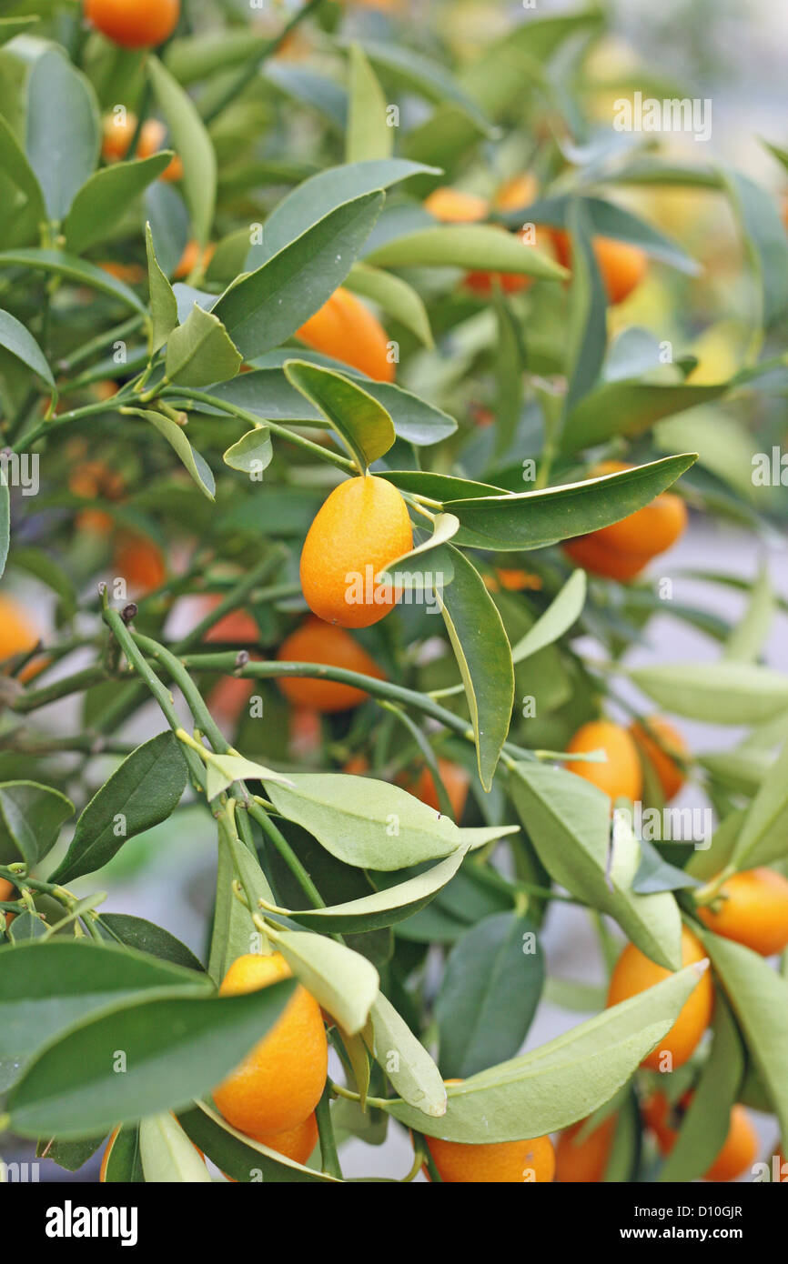 cultivation of citrus fruits of all kinds in a greenhouse in Sicily in ...