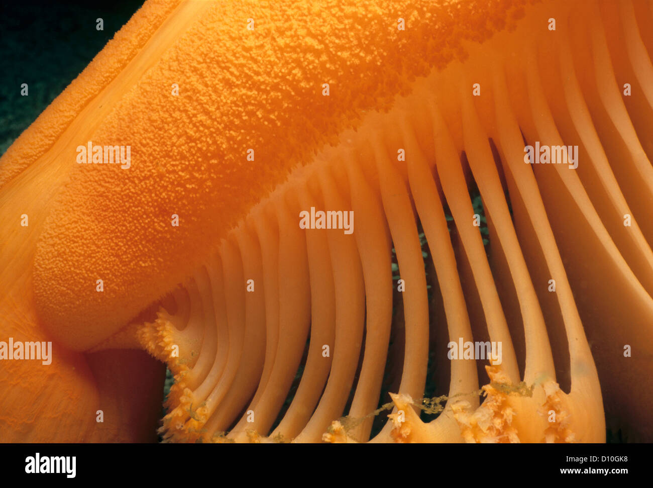 Close-up of Orange Sea Pen (Ptilosarcus gurneyi). Queen Charlotte ...