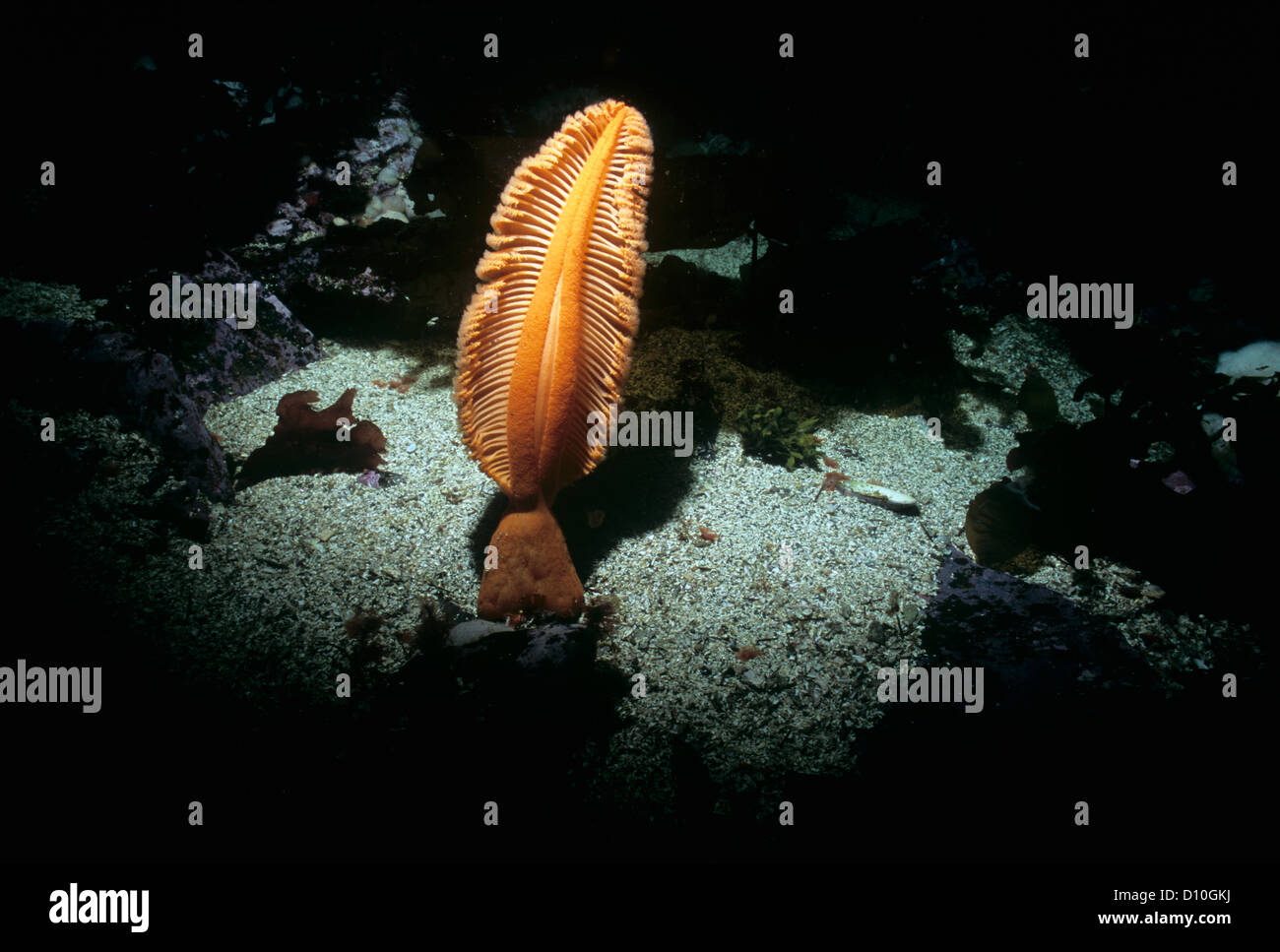 Close-up of Orange Sea Pen (Ptilosarcus gurneyi). Queen Charlotte ...