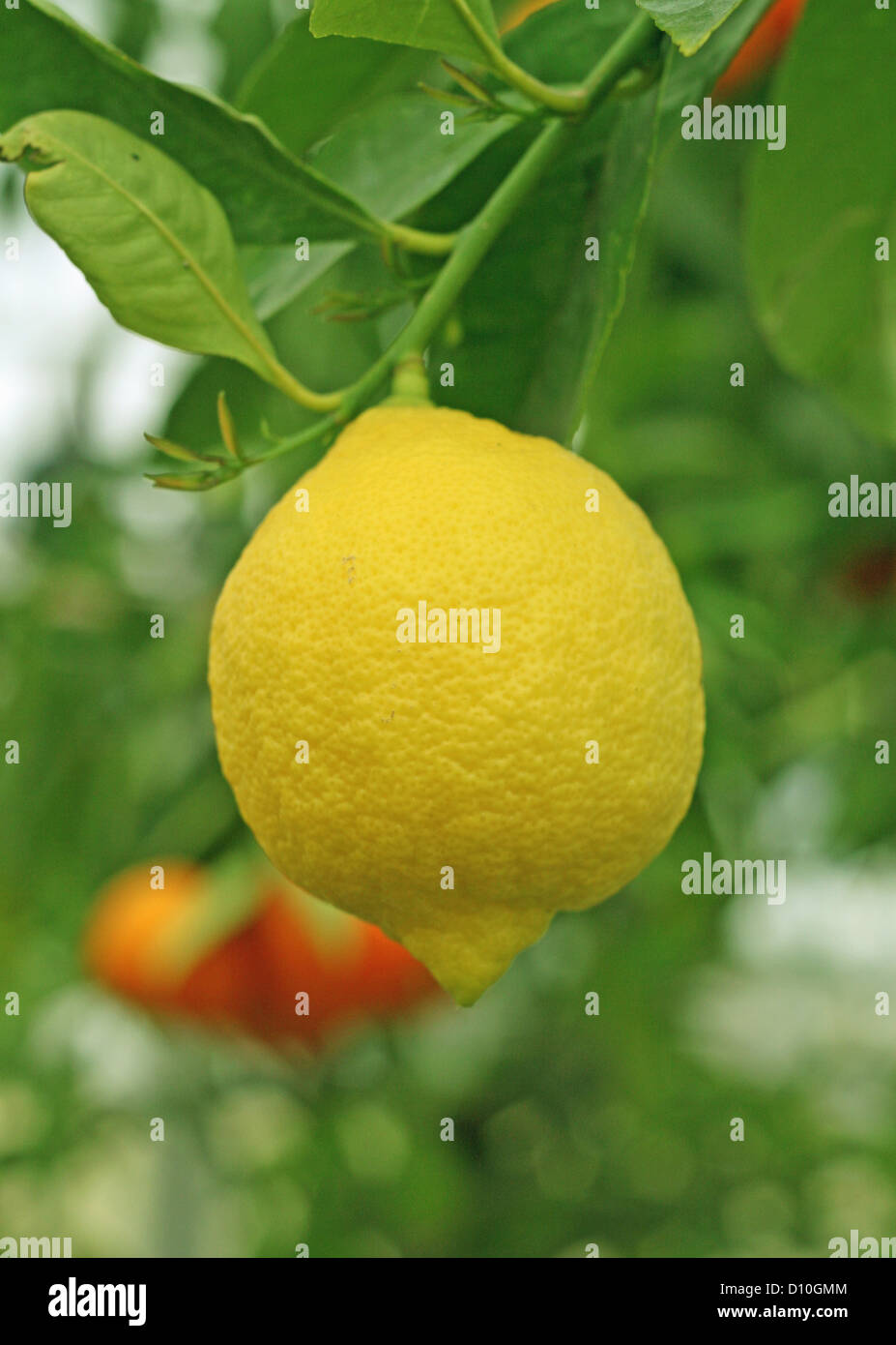 cultivation of yellow lemon in Sicily in Italy Stock Photo - Alamy