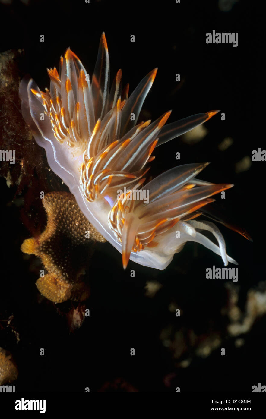 Close-up of Opalescent Nudibranch (Hermissenda crassicornis). Queen ...