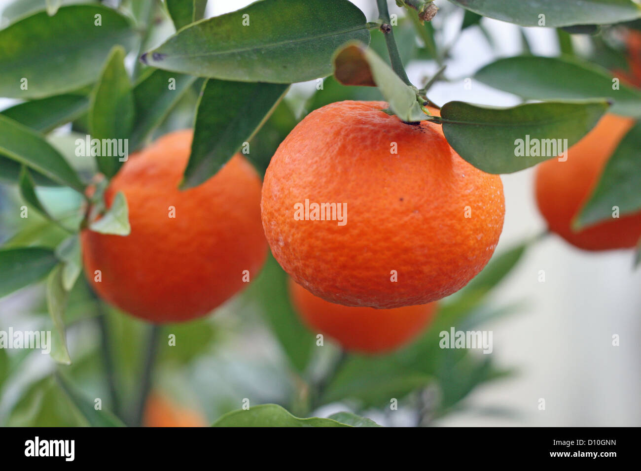 cultivation of citrus fruits of all kinds in a greenhouse in Sicily in ...