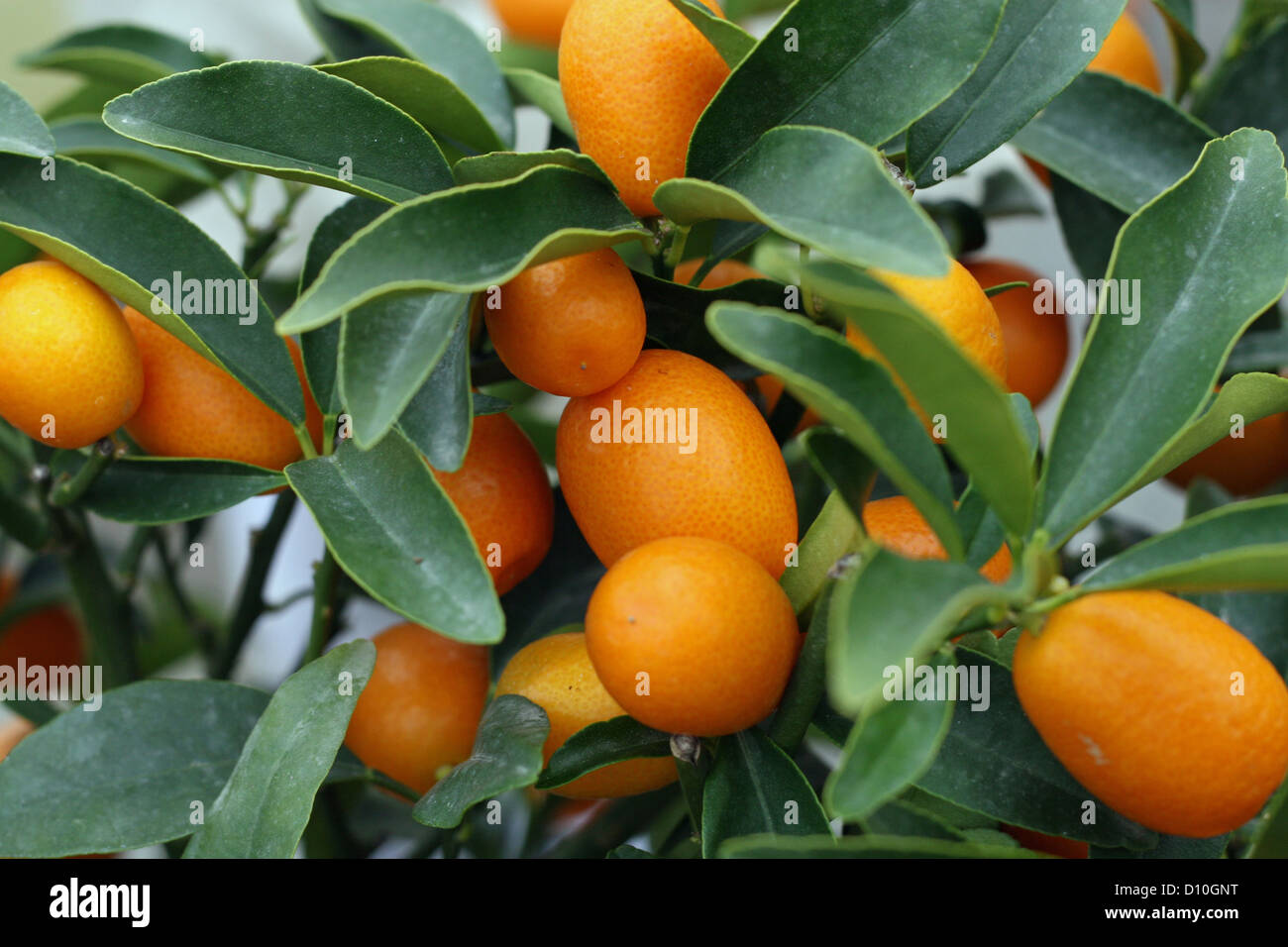 cultivation of citrus fruits of all kinds in a greenhouse in Sicily in ...