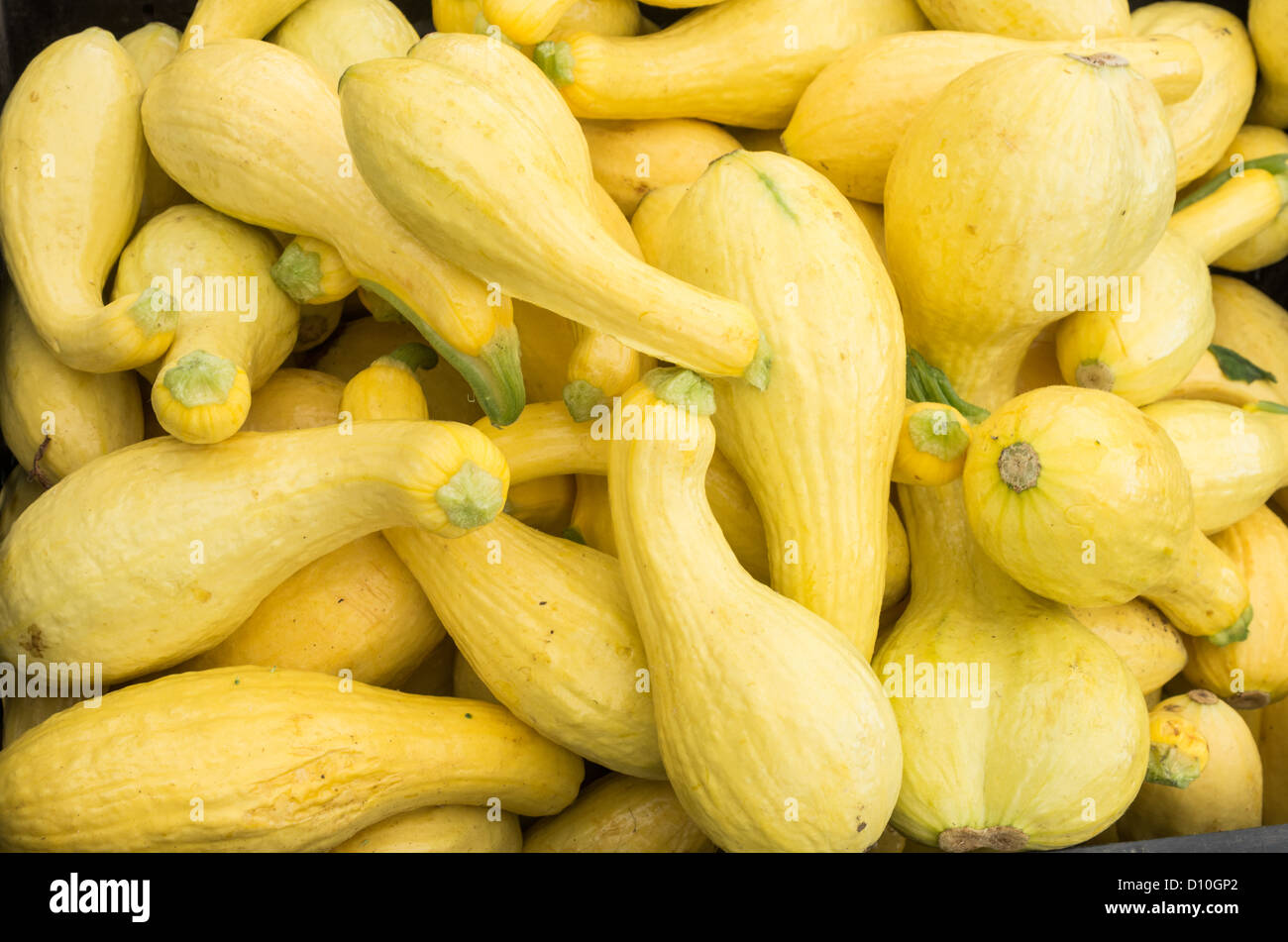 A display of fresh yellow squash at the market Stock Photo - Alamy