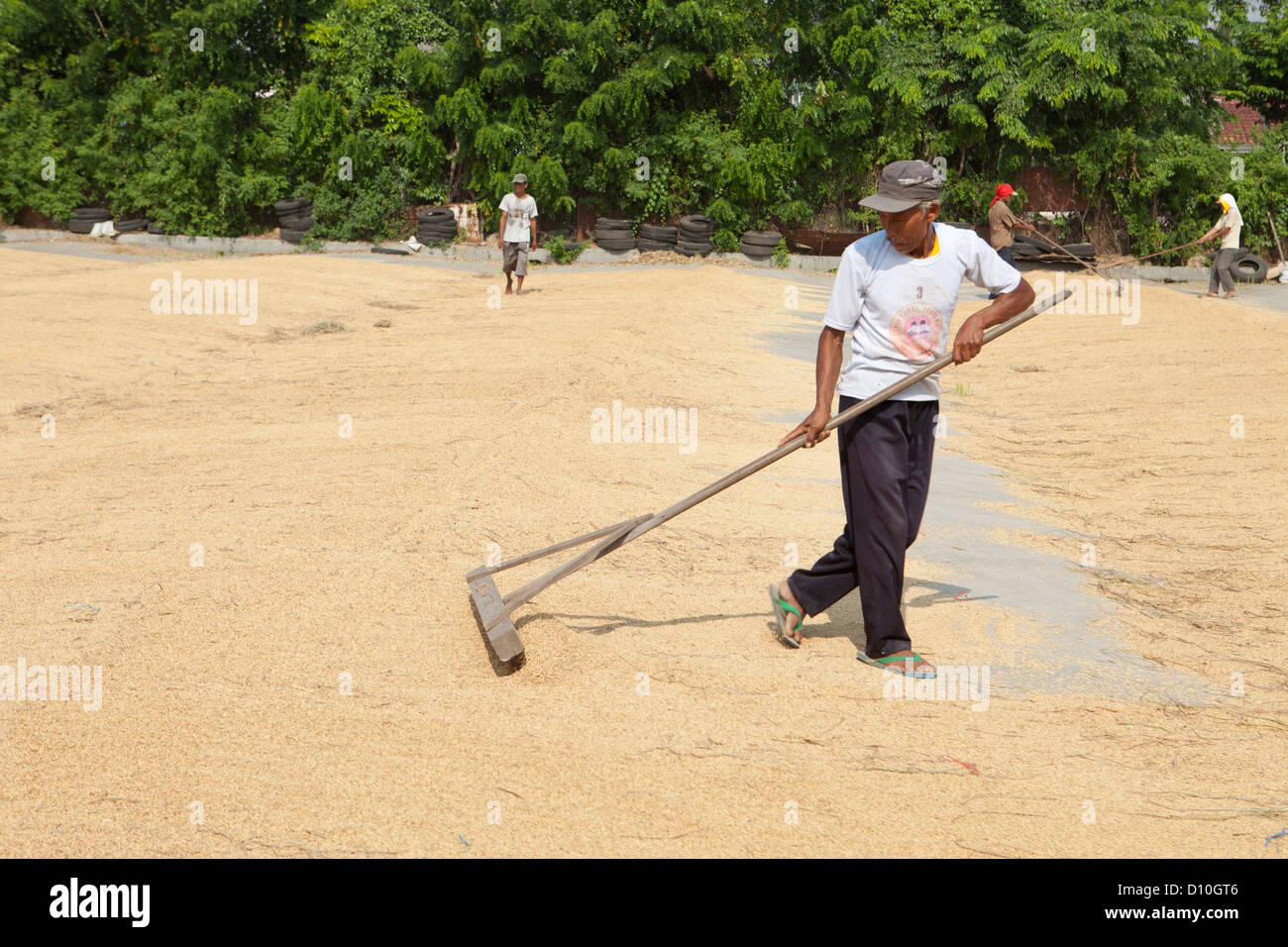 Workers spreading rice to be dried and bagged for export. Cikarang ...