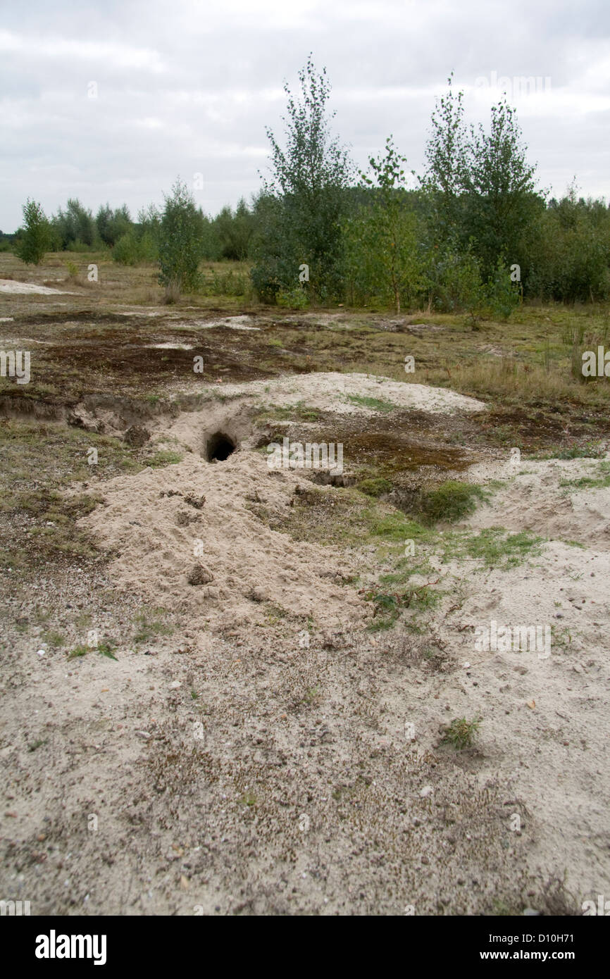 Rabbit burrows in the nature of Ossesluis managed by Forestry ...