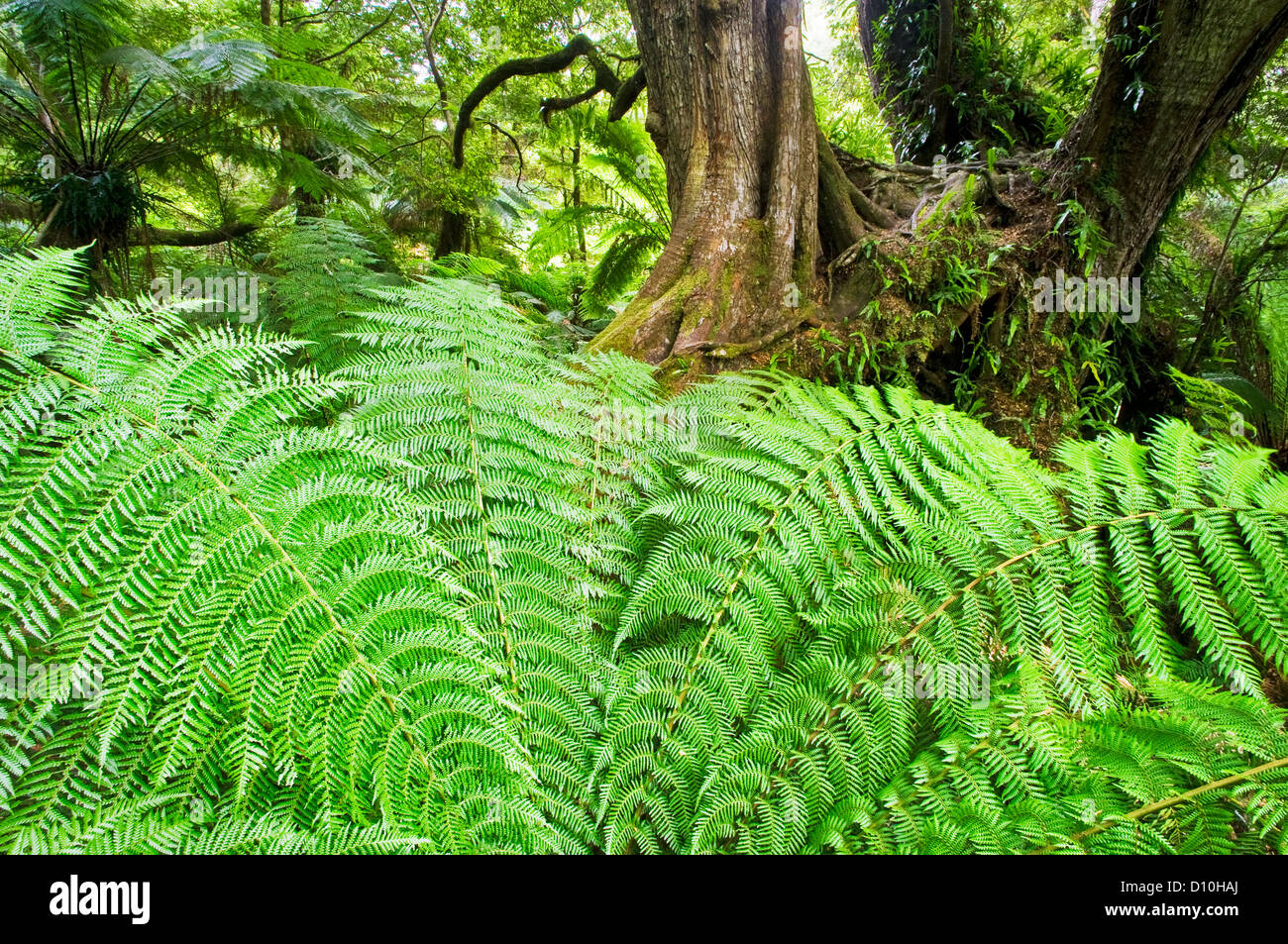 Green rainforest australia hi-res stock photography and images - Alamy