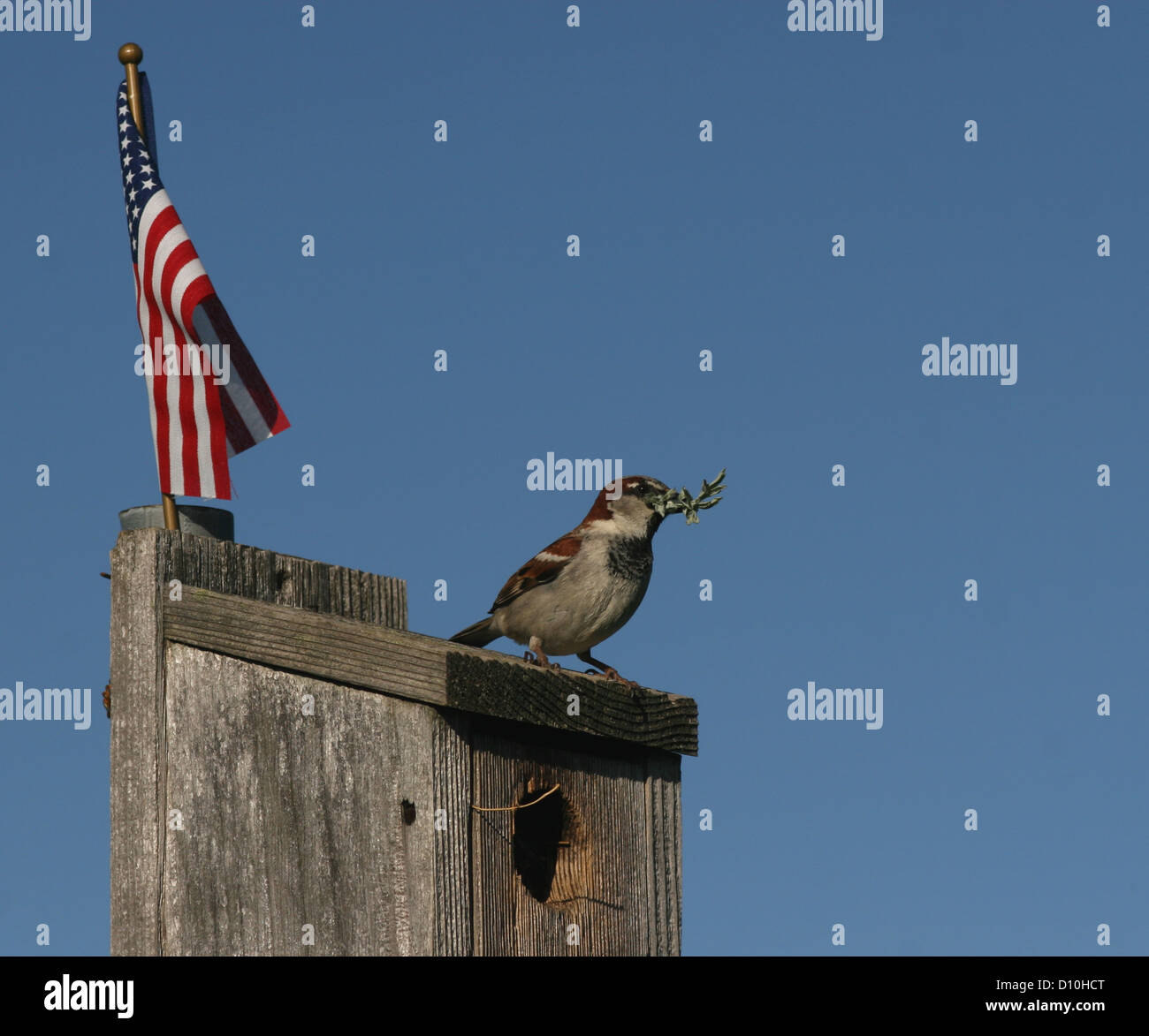 House sparrow nest hi-res stock photography and images - Alamy