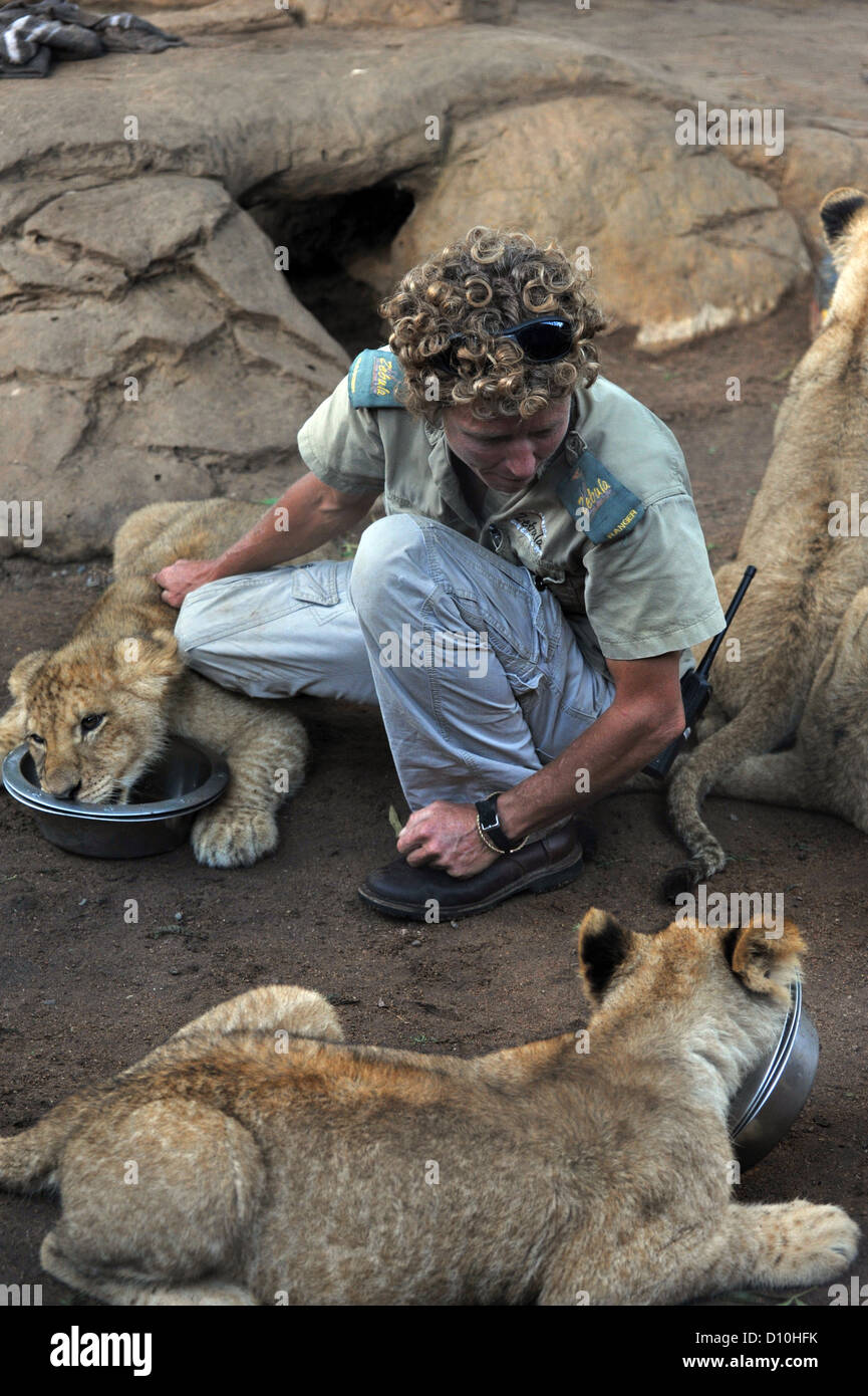 Lion cubs playing with a game keeper in captivity in South Africa Stock ...