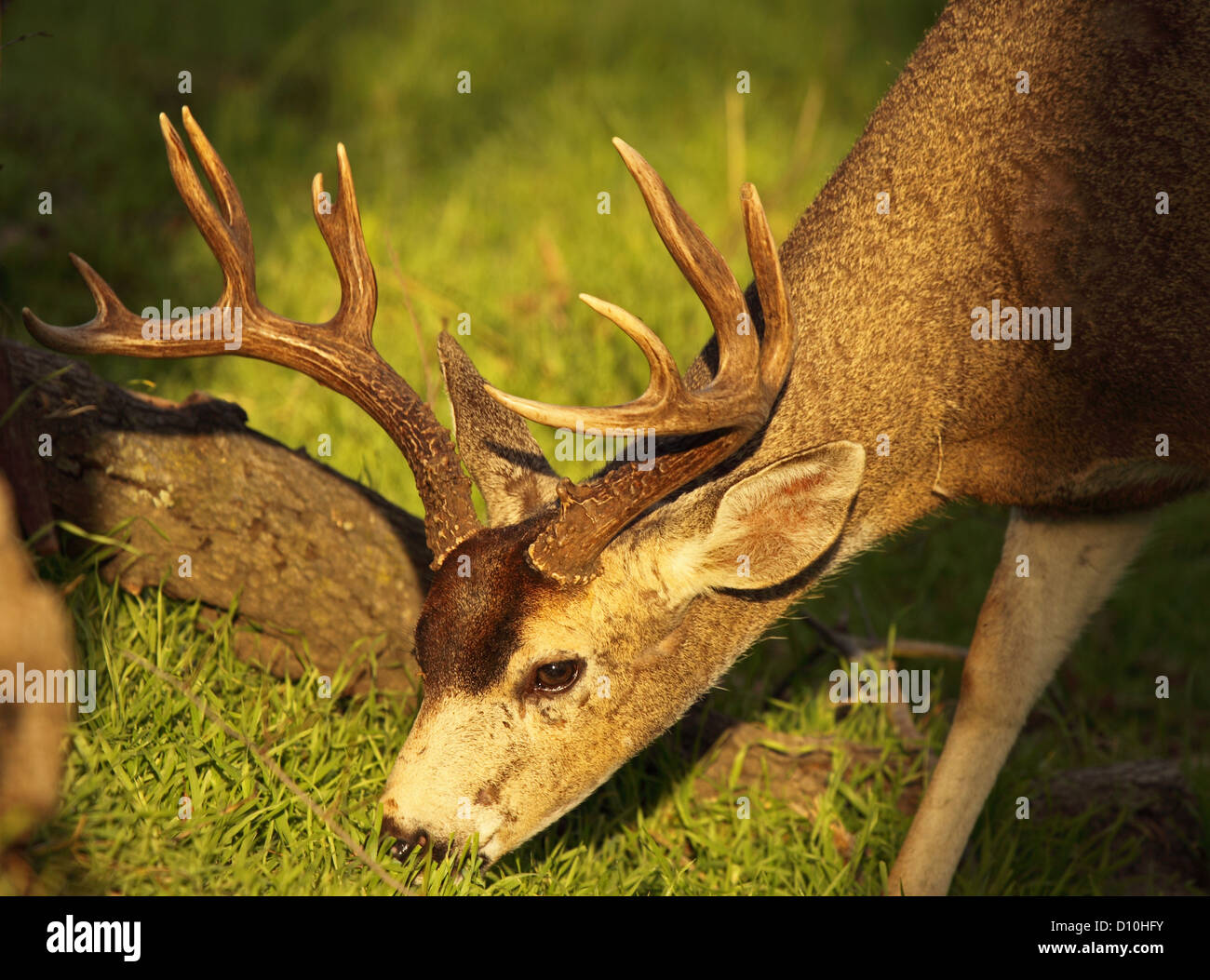 A trophy Black-tailed deer buck feeding in an autumn meadow Stock Photo ...