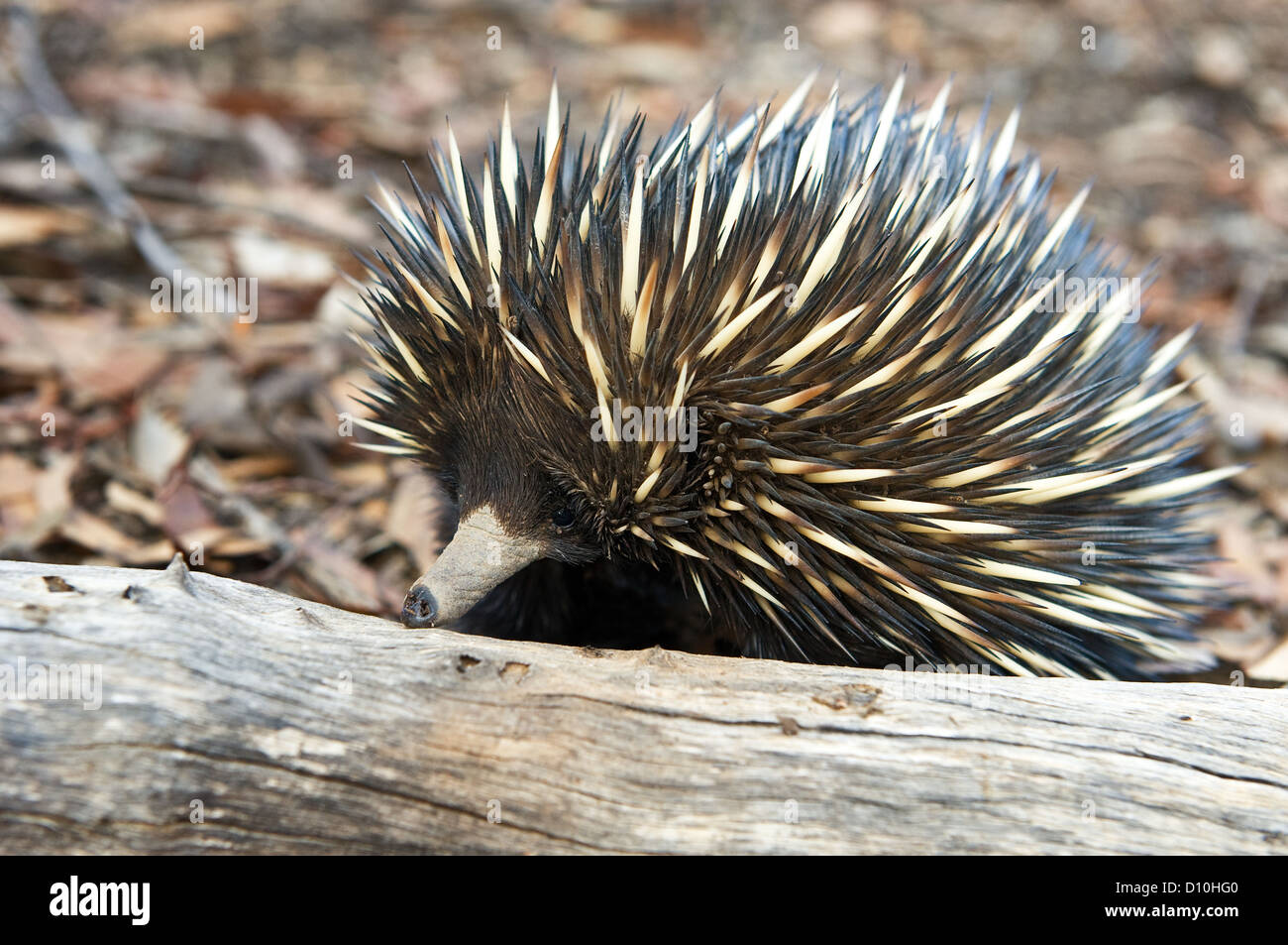 Echidna egg hi-res stock photography and images - Alamy