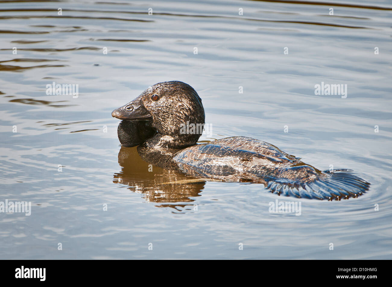 Stiff tailed duck hi-res stock photography and images - Alamy