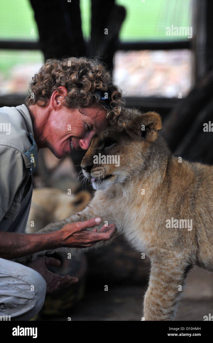 Lion cubs playing with a game keeper in captivity in South Africa Stock ...