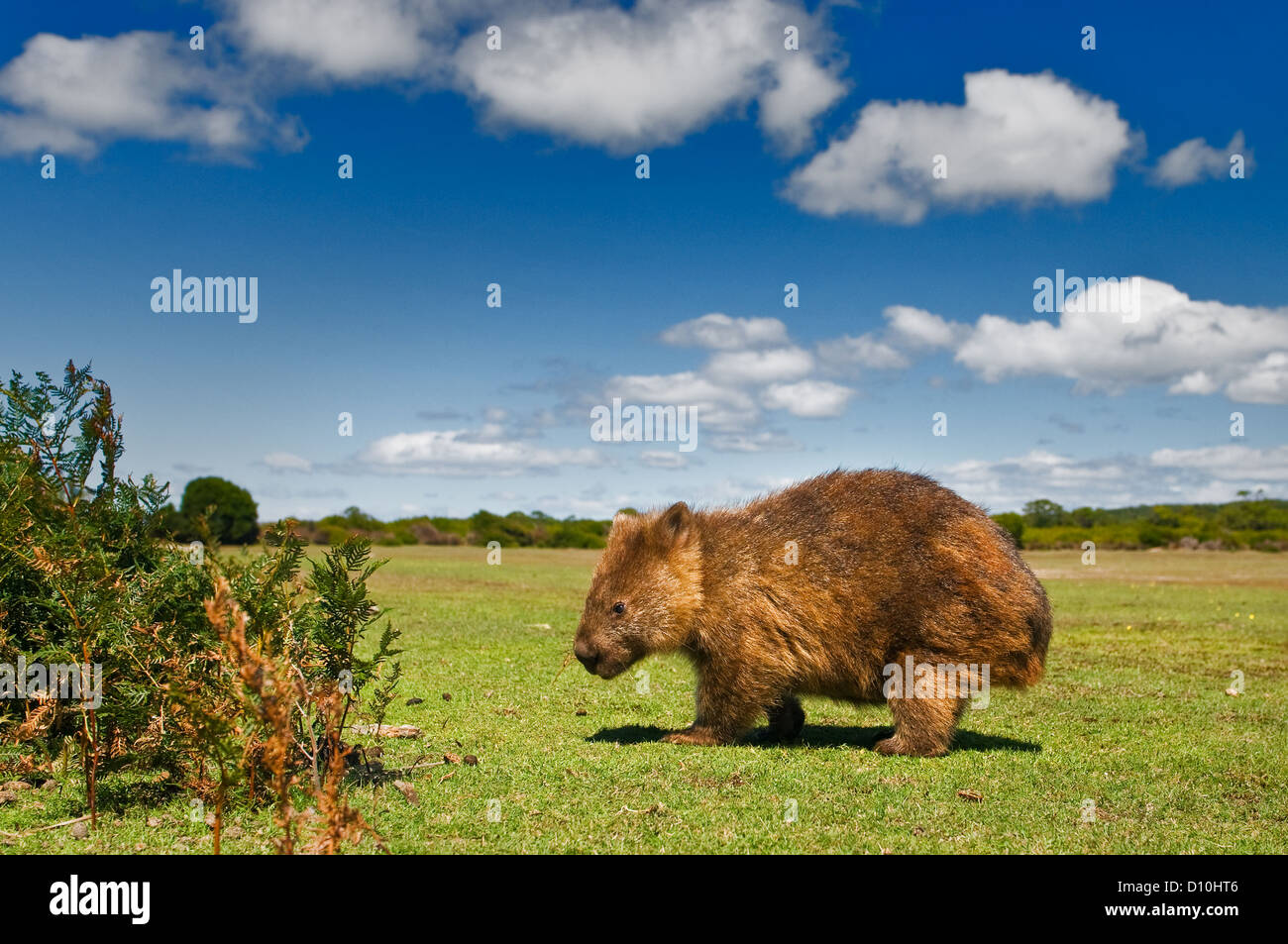 Mammal wombat common australia hi-res stock photography and images - Alamy