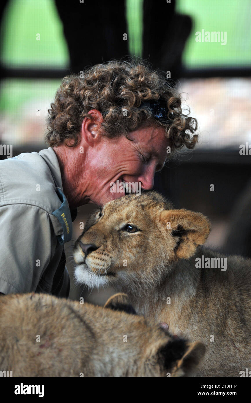 Lion cubs playing with a game keeper in captivity in South Africa Stock ...