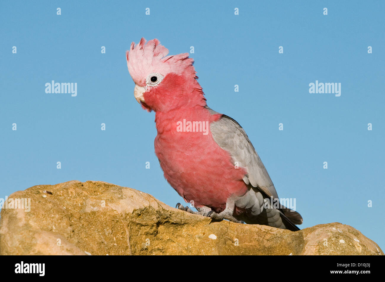 Galah High Resolution Stock Photography and Images - Alamy