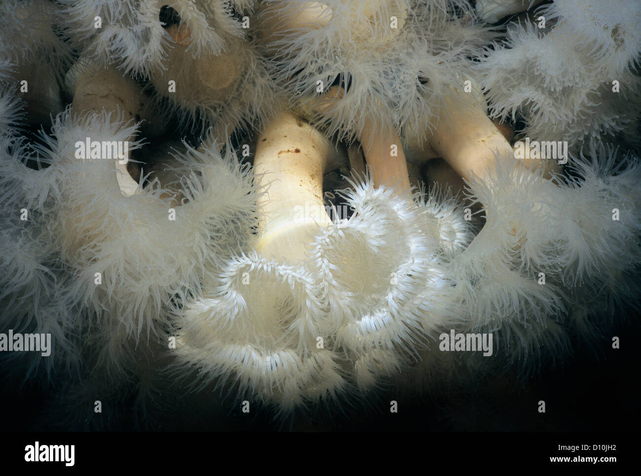 Close-up of White-Plumed Anemones (Metridium farcimen). Queen Charlotte ...