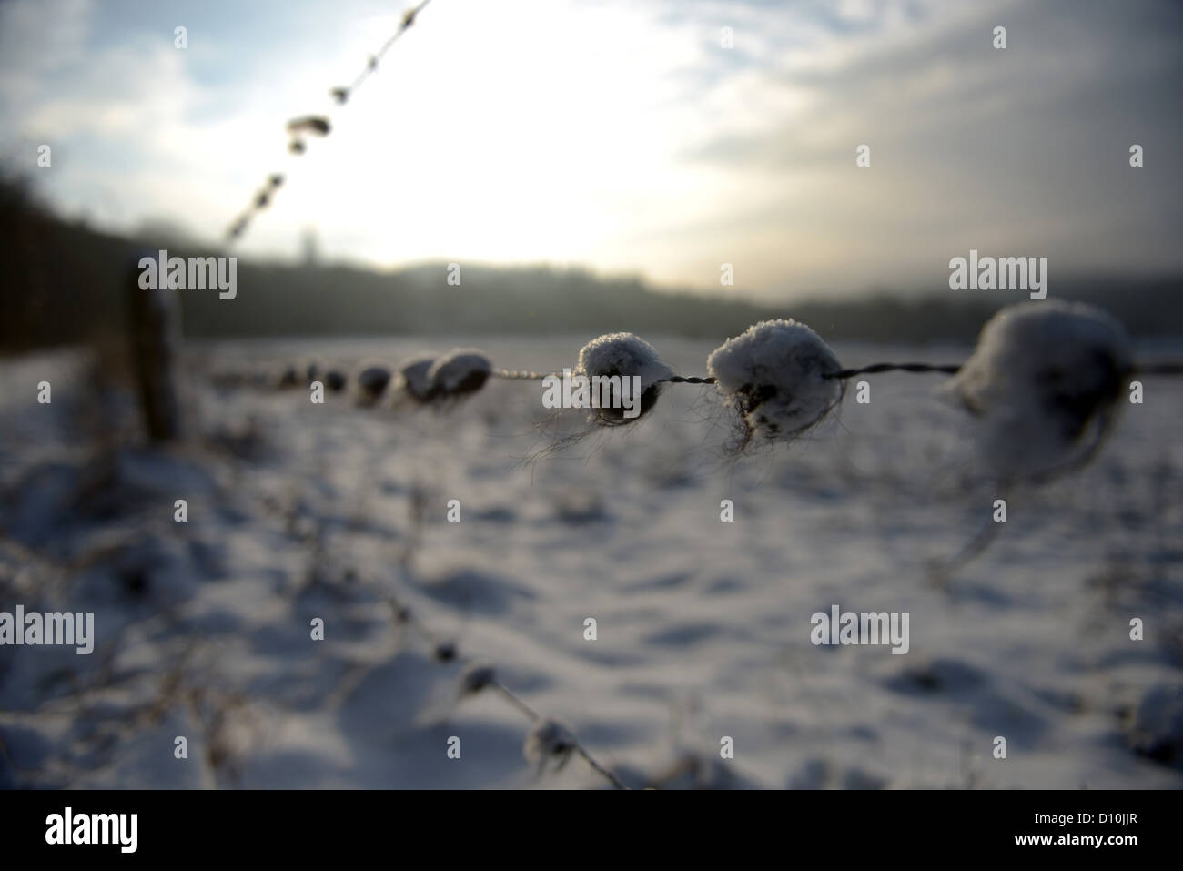 Snow covers fields and bushes of animal hair in barbed wire in Kassel ...