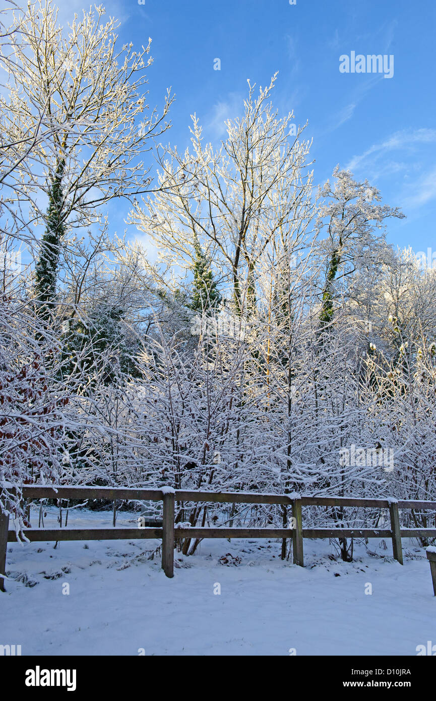 Picturesque view snowy winter park hi-res stock photography and images ...