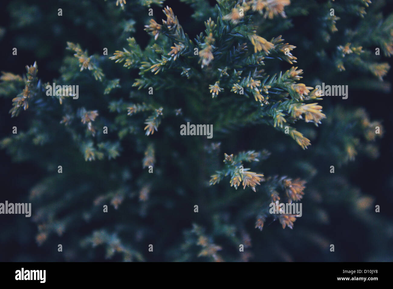 Within The Trees Stock Photo - Alamy