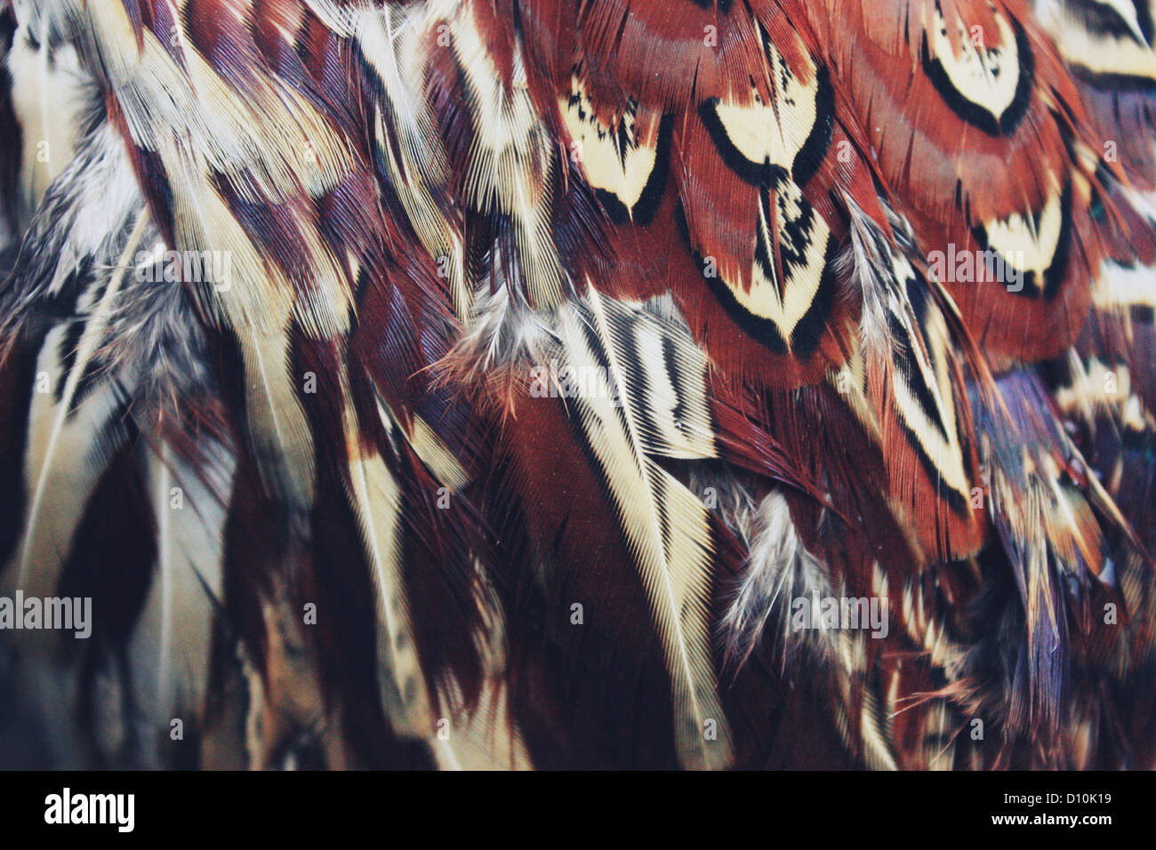 Animal wild thing hi-res stock photography and images - Alamy