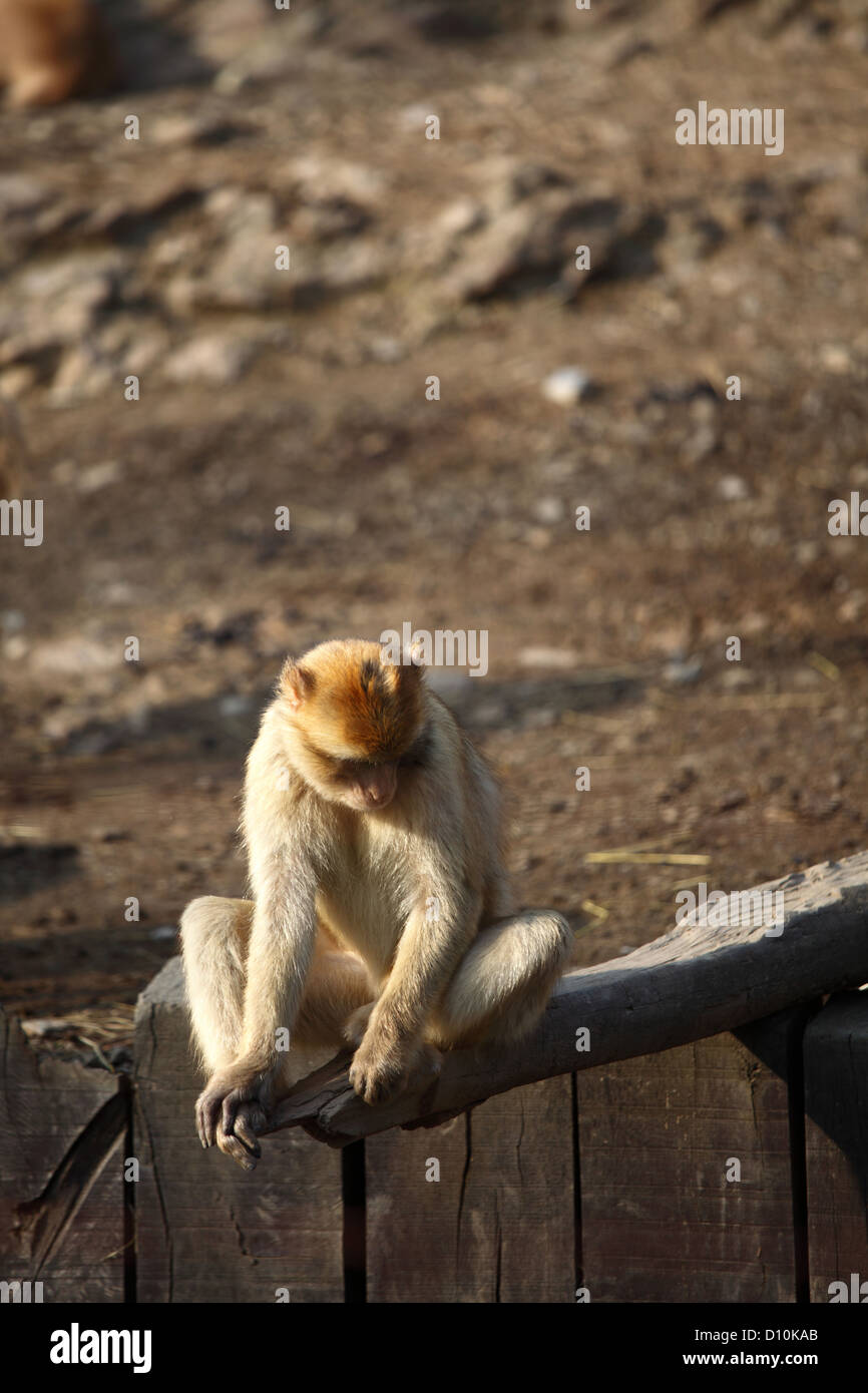 Monkey africa swinging hi-res stock photography and images - Alamy