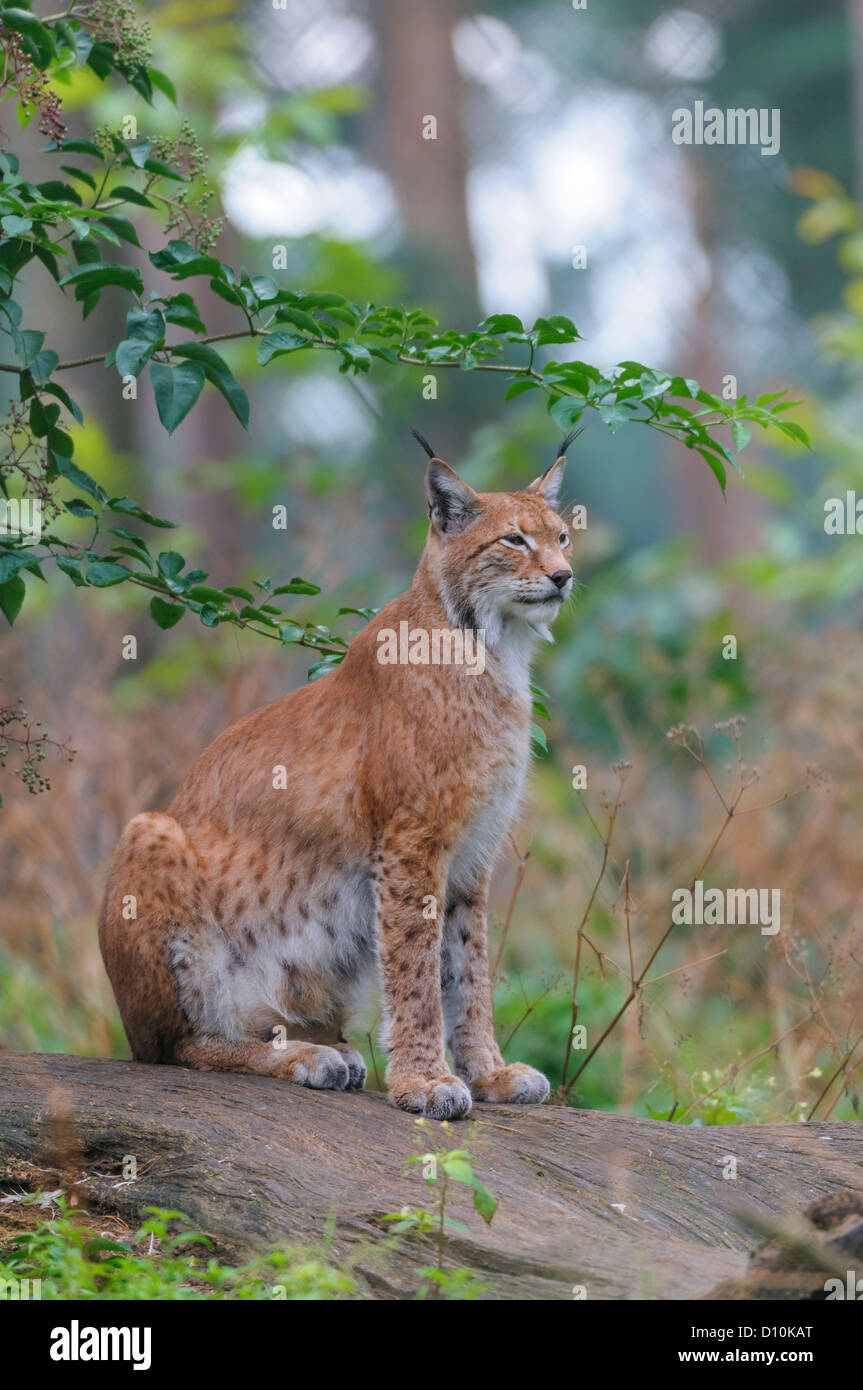 Eurasischer Luchs ,Lynx lynx, eurasian lynx Stock Photo - Alamy