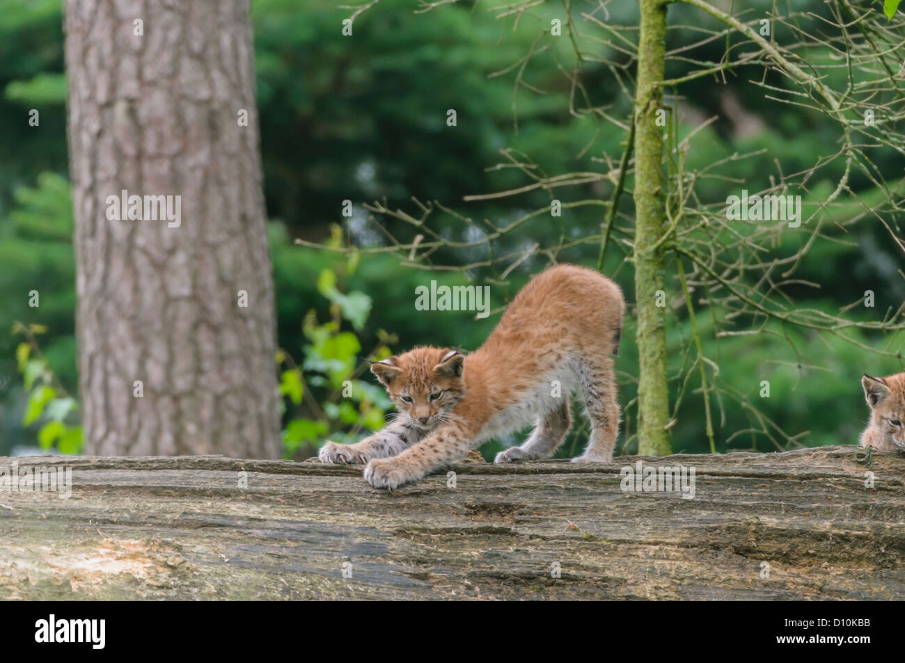 Eurasischer Luchs ,Lynx lynx, eurasian lynx Stock Photo - Alamy