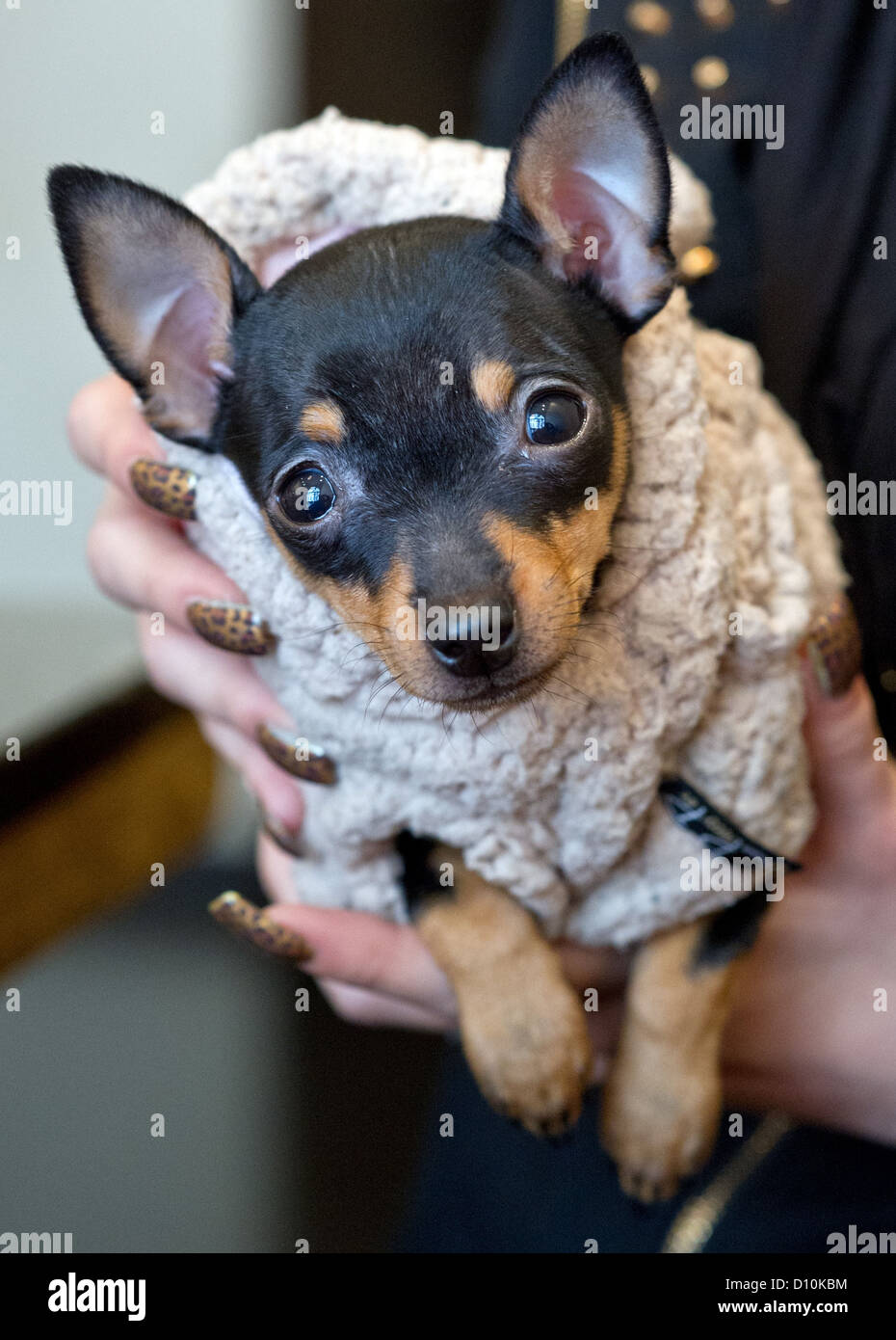 Tiny Prague Ratter dog "Styles" wears a coat that looks like a sheep in ...