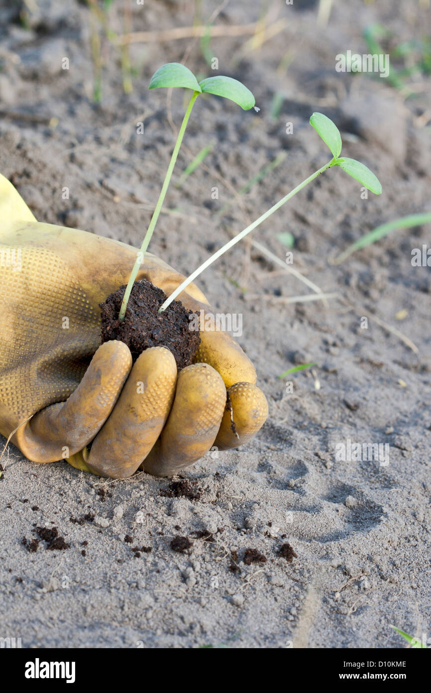 Human hand in rubber glove holding green small plant. New life concept ...