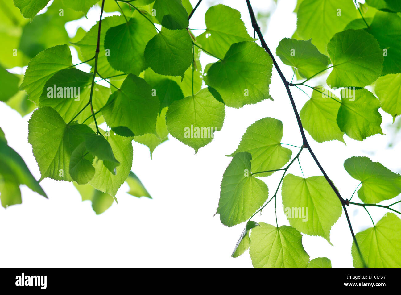Fresh lime leaves on hi-res stock photography and images - Alamy