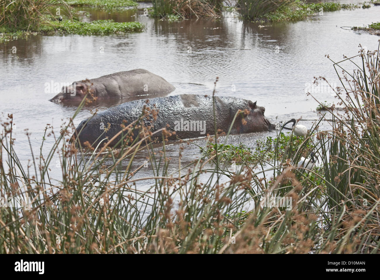 Hippopotamus (Hippopotamus amphibious;Tanzania;Africa;Ngorongoro Crater ...
