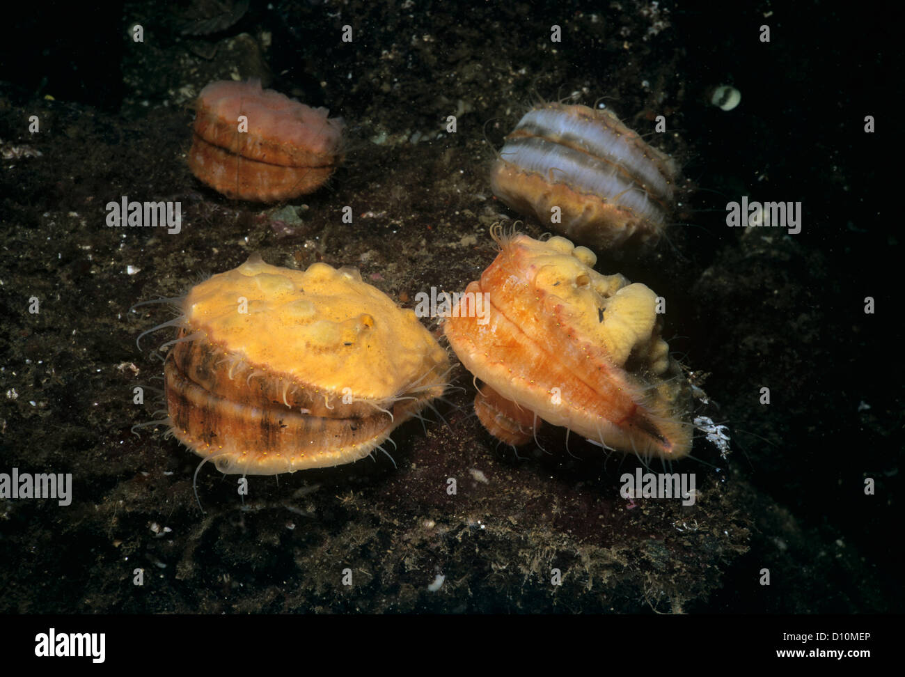 Spiny Pink Scallops (Chlamys hastata) encrusted with sponge. Vancouver ...