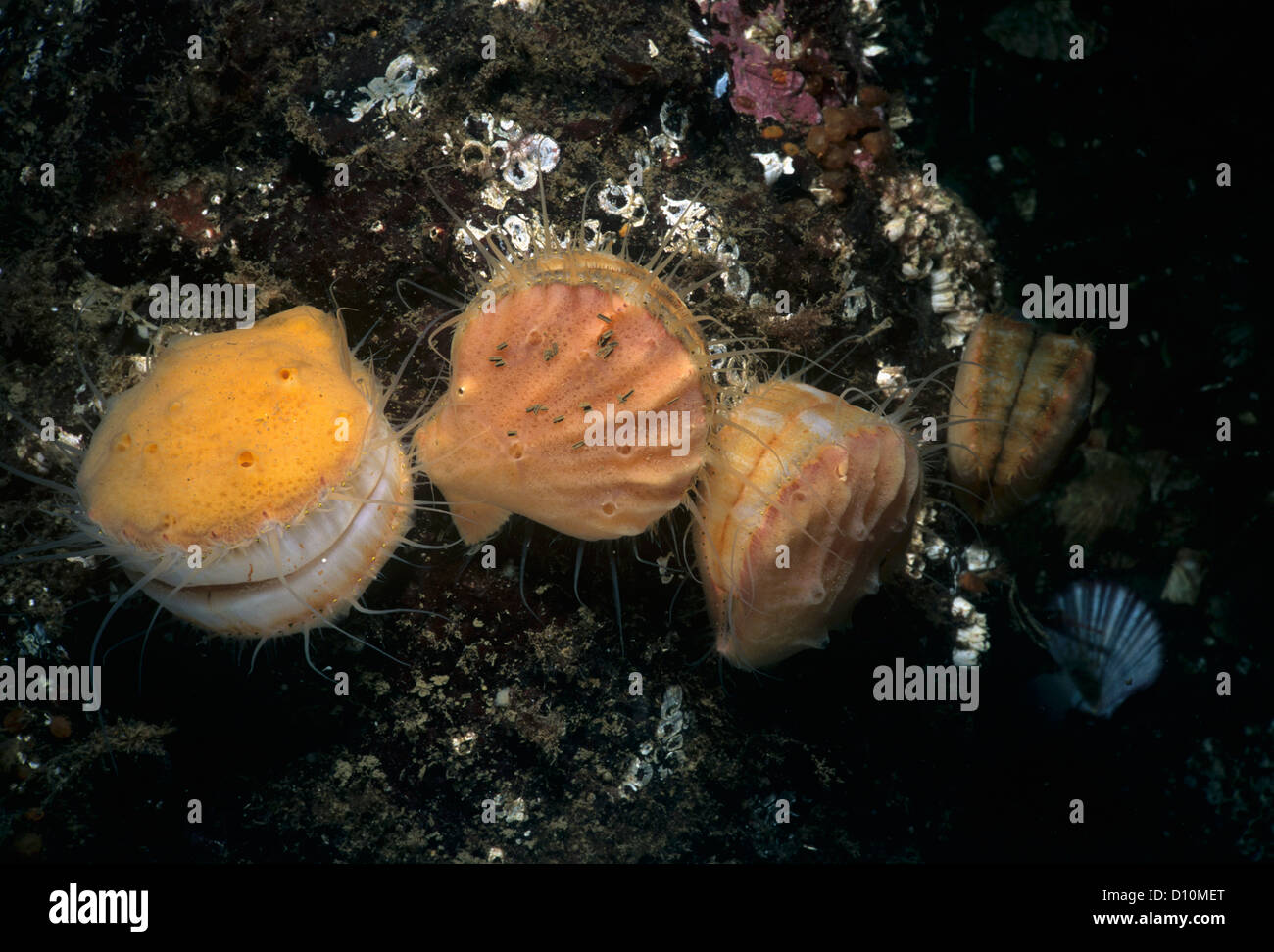 Spiny Pink Scallops (Chlamys hastata) encrusted with sponge. Vancouver ...