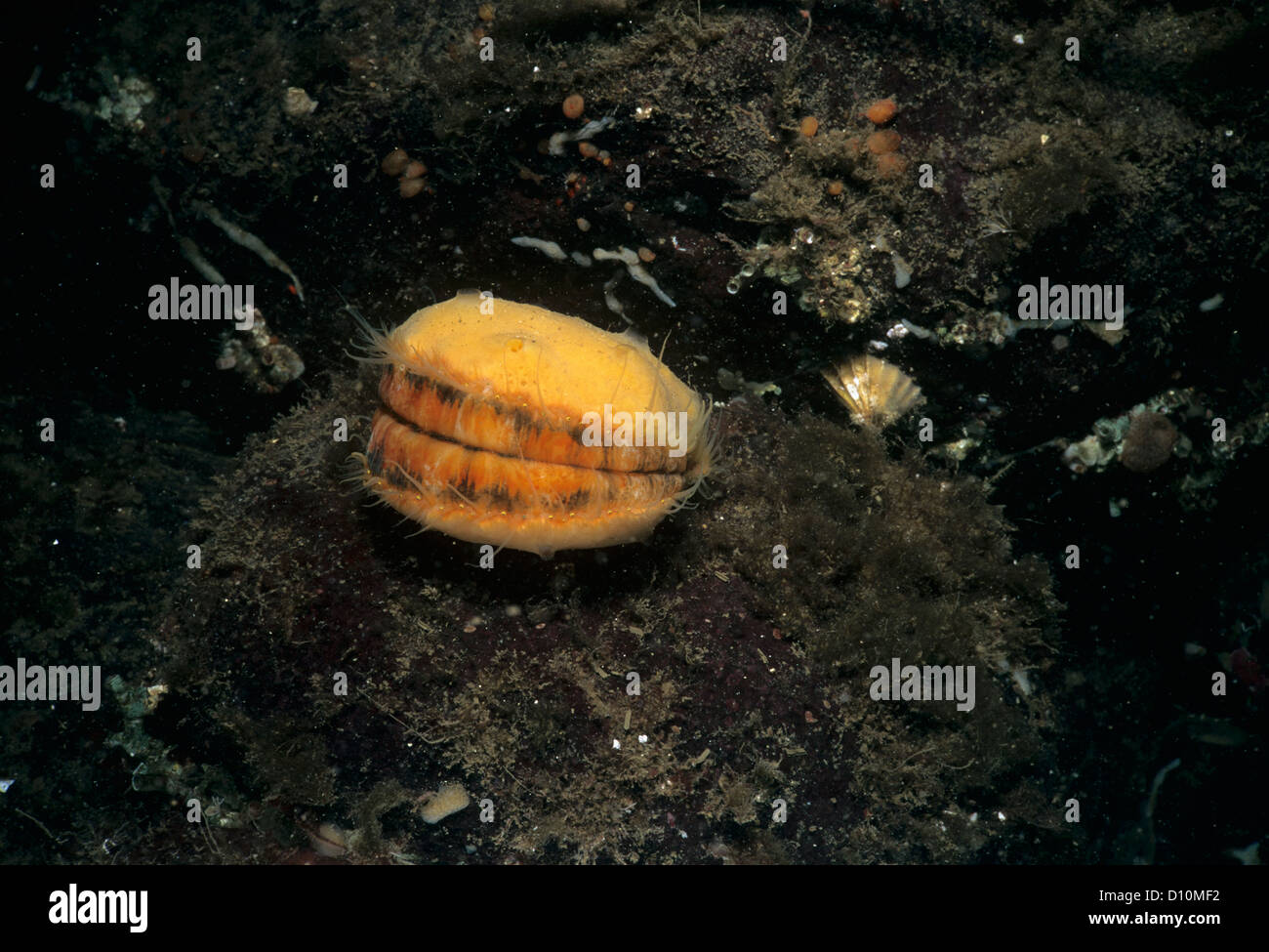 Spiny Pink Scallop (Chlamys hastata) encrusted with sponge. Vancouver ...