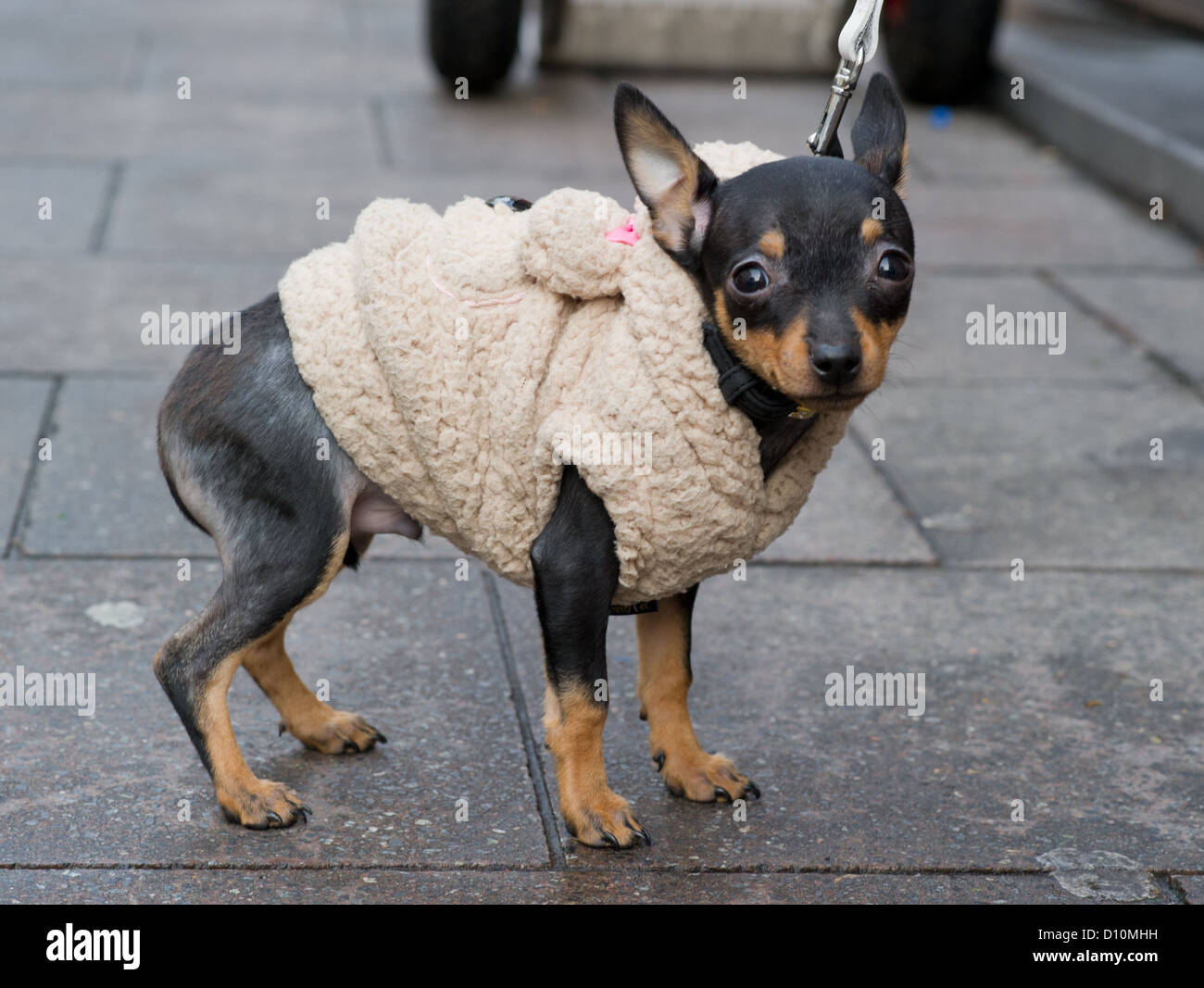 Tiny Prague Ratter dog "Styles" wears a coat that looks like a sheep in ...