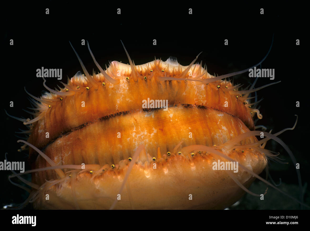 Scallop underwater hi-res stock photography and images - Alamy