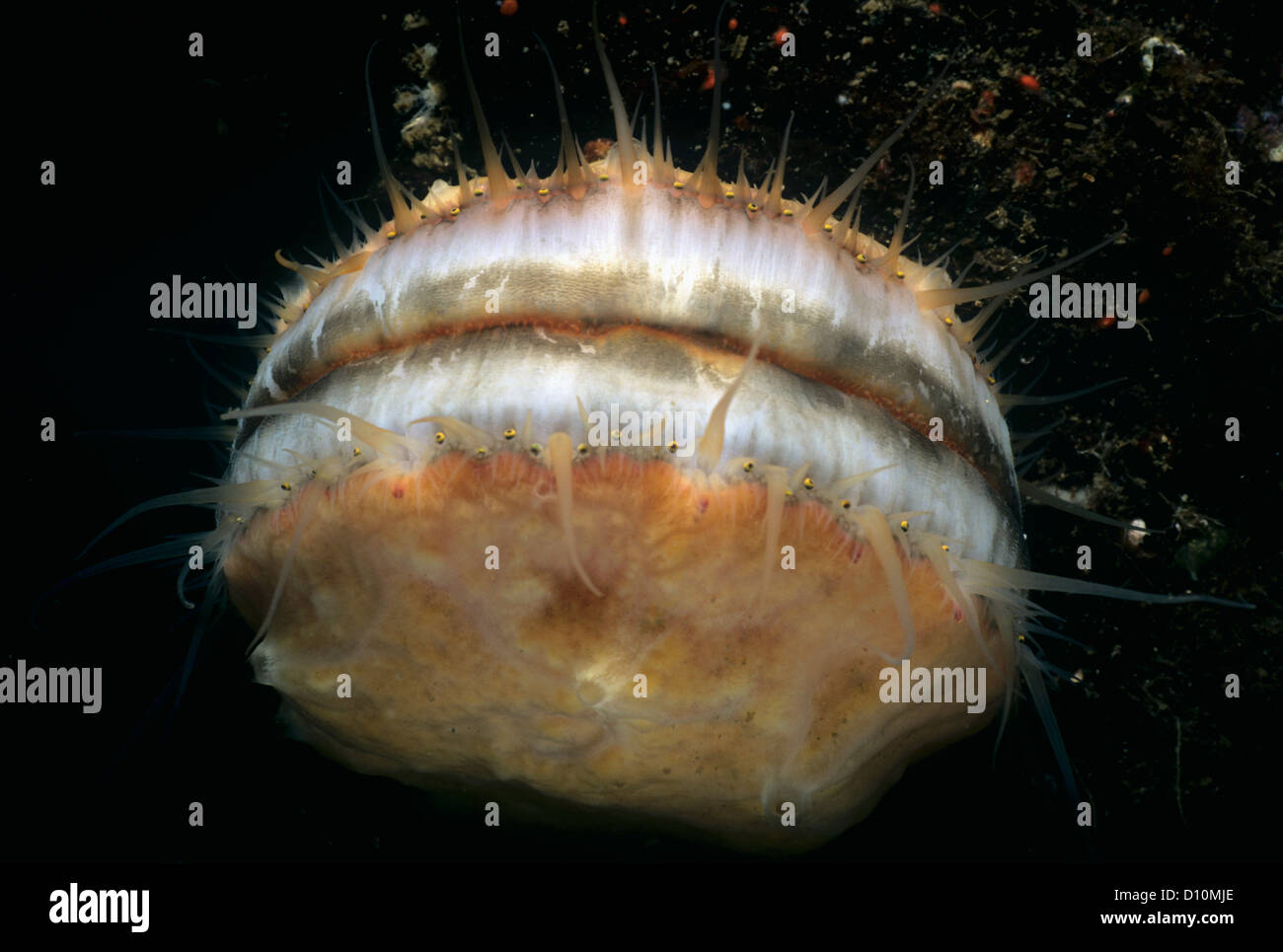 Close up of Spiny Pink Scallop (Chlamys hastata) encrusted with sponge ...