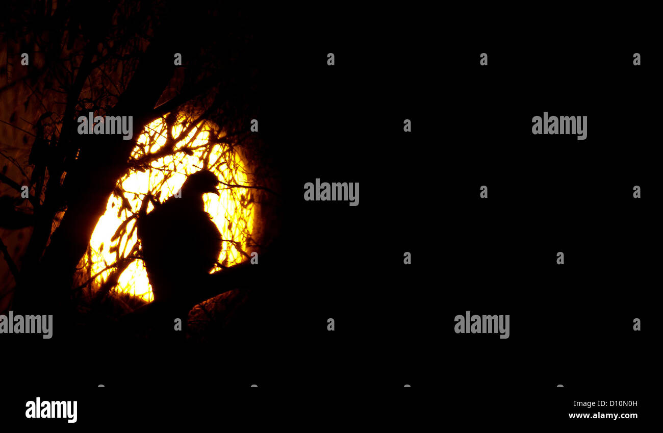 A bird on a tree is pictured before the rising sun in Hanover, Germany ...