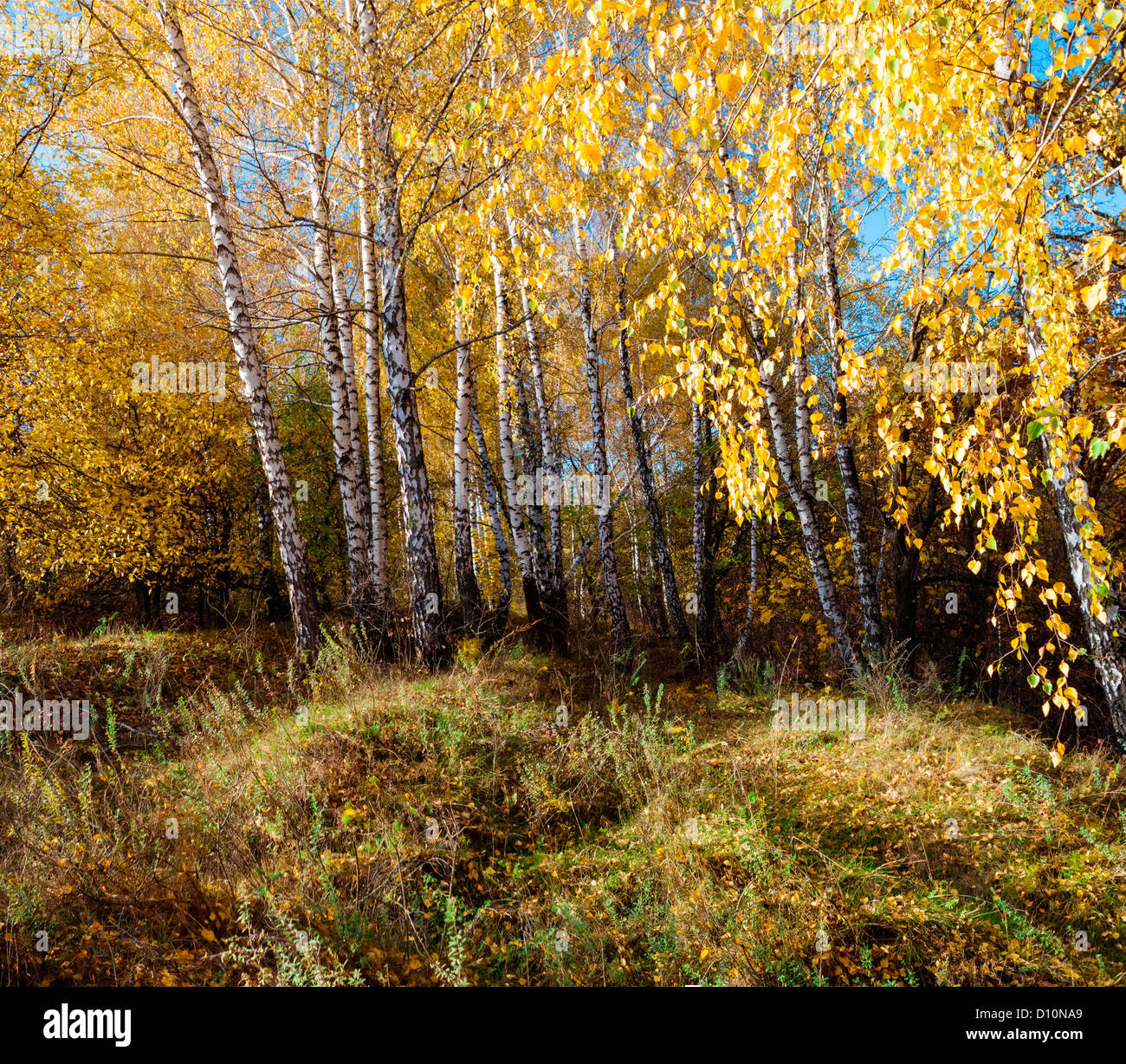 Beautiful autumn landscape with birches Stock Photo - Alamy