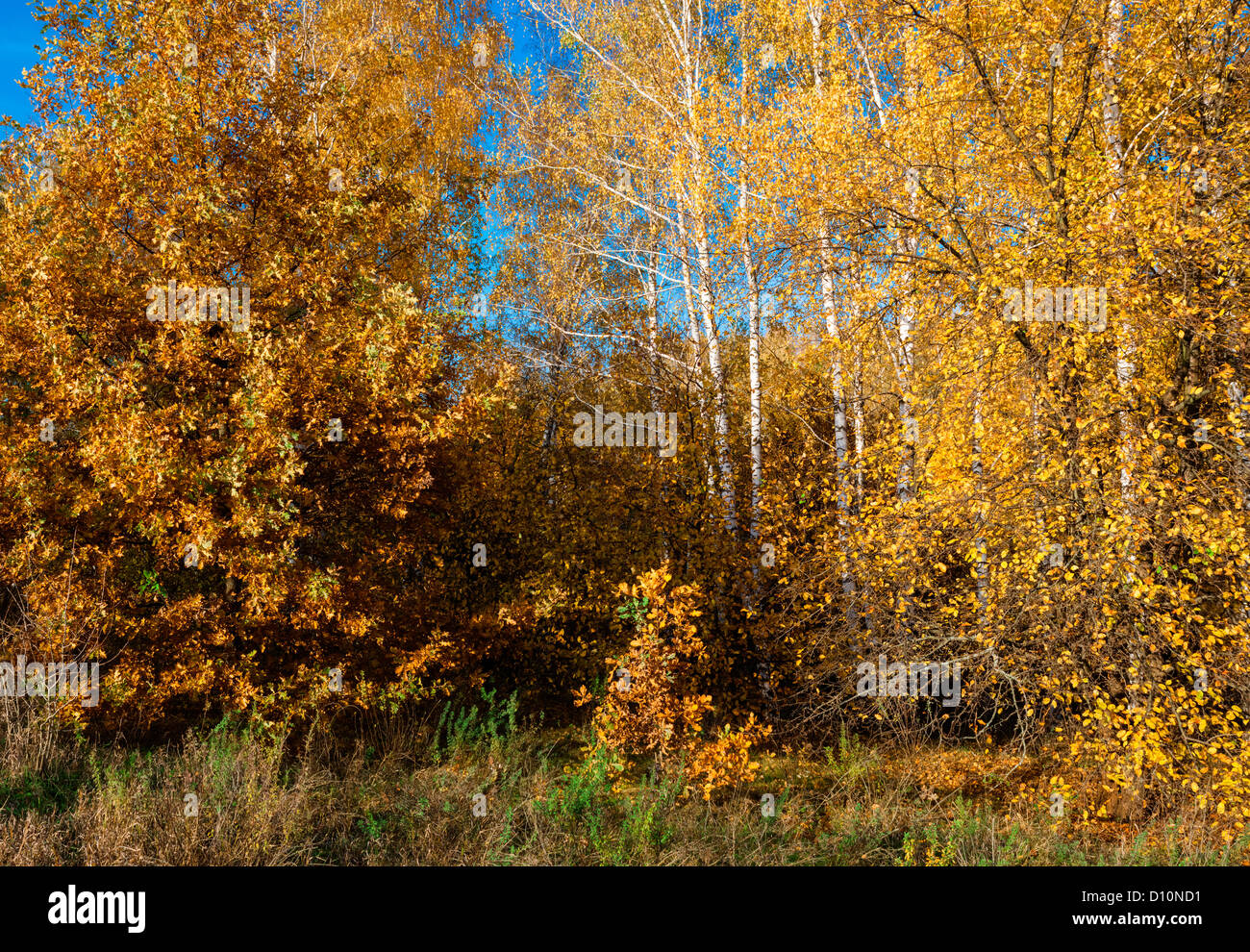 Beautiful autumn landscape background hi-res stock photography and ...
