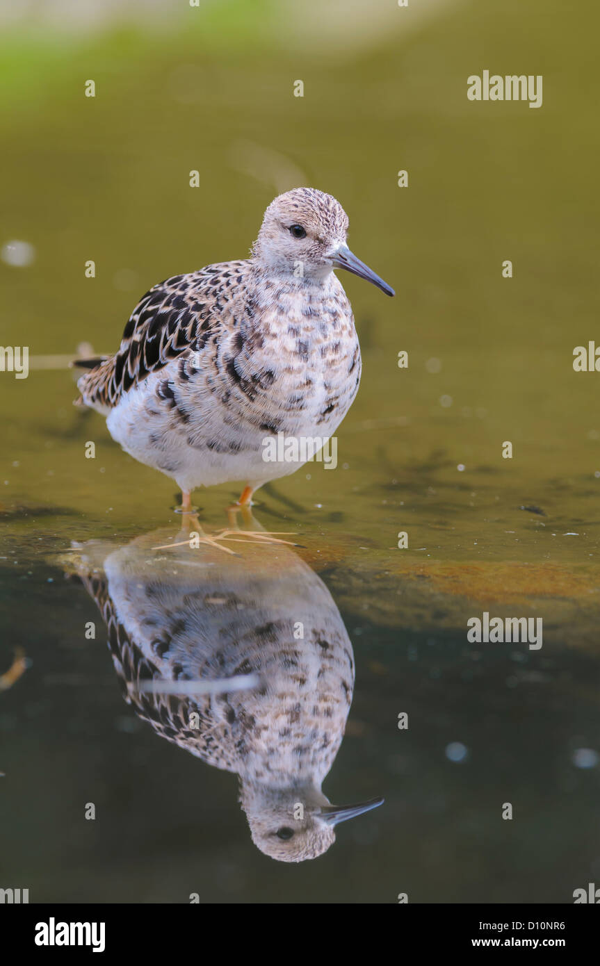 Kampfläufer Weibchen, Philomachus pugnax, female ruff Stock Photo - Alamy