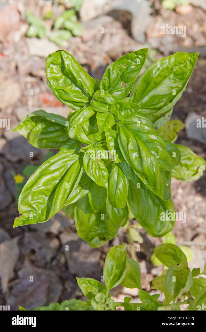 Close up of a sweet basil herb plant growing in a garden Stock Photo ...