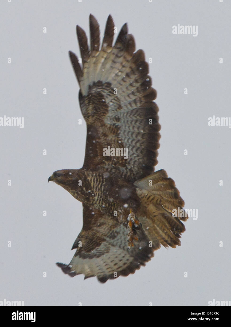 A common buzzard is pictured in the sky above Hambach bei Diez, Germany ...