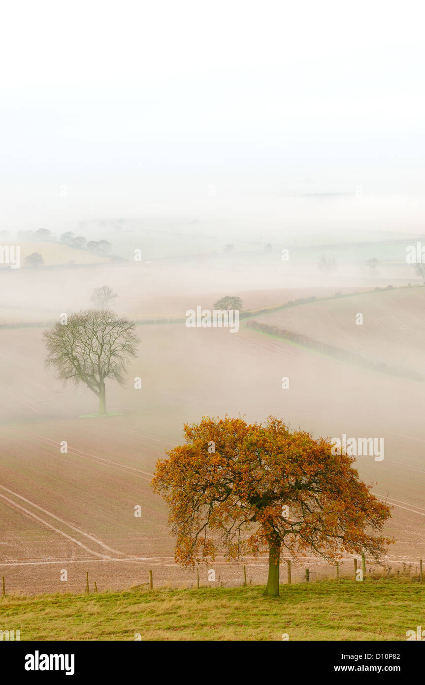 Oak Tree,Misty Morning Nottinghamshire Stock Photo - Alamy